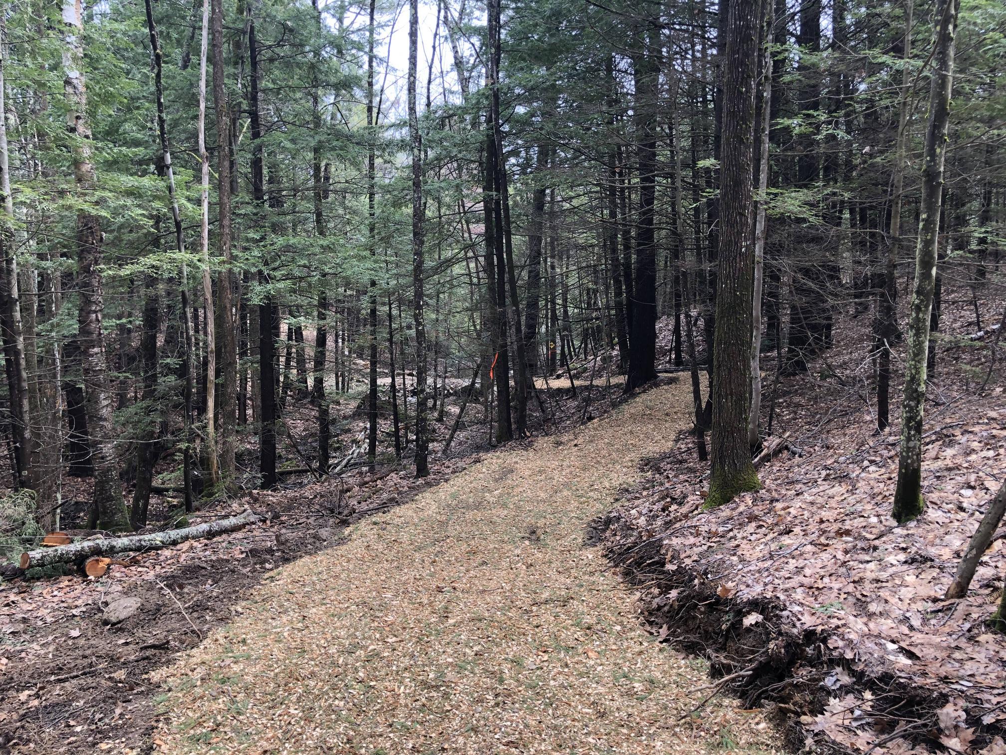 10 billion black flies later. New ATV trail built. | Scrolller
