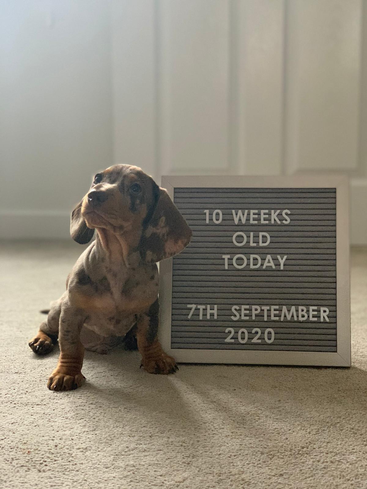 10 weeks today! Getting chunkier day by day 🌭🐶 | Scrolller