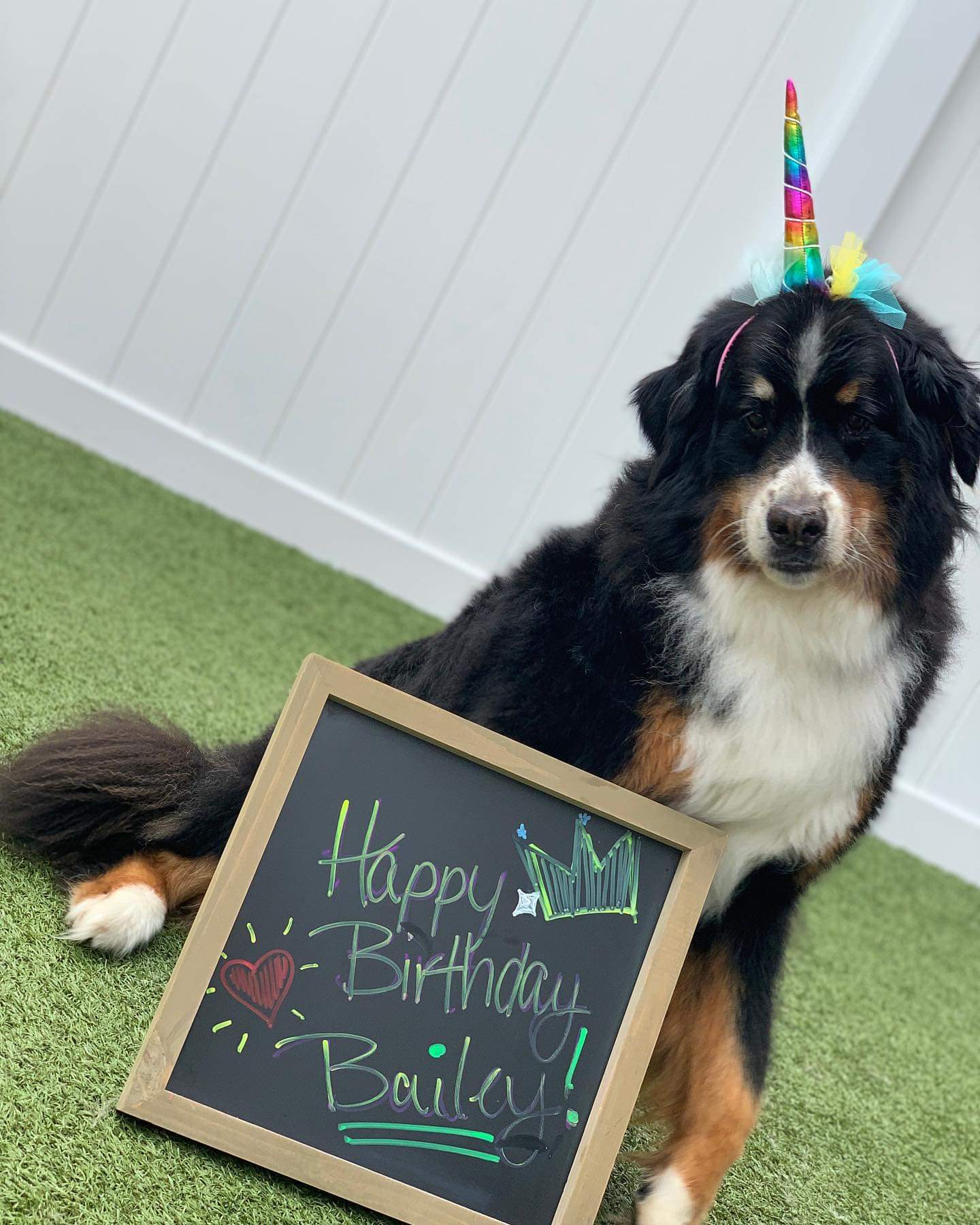 10th birthday picture of my pupper, Bailey, taken at her day camp | Scrolller