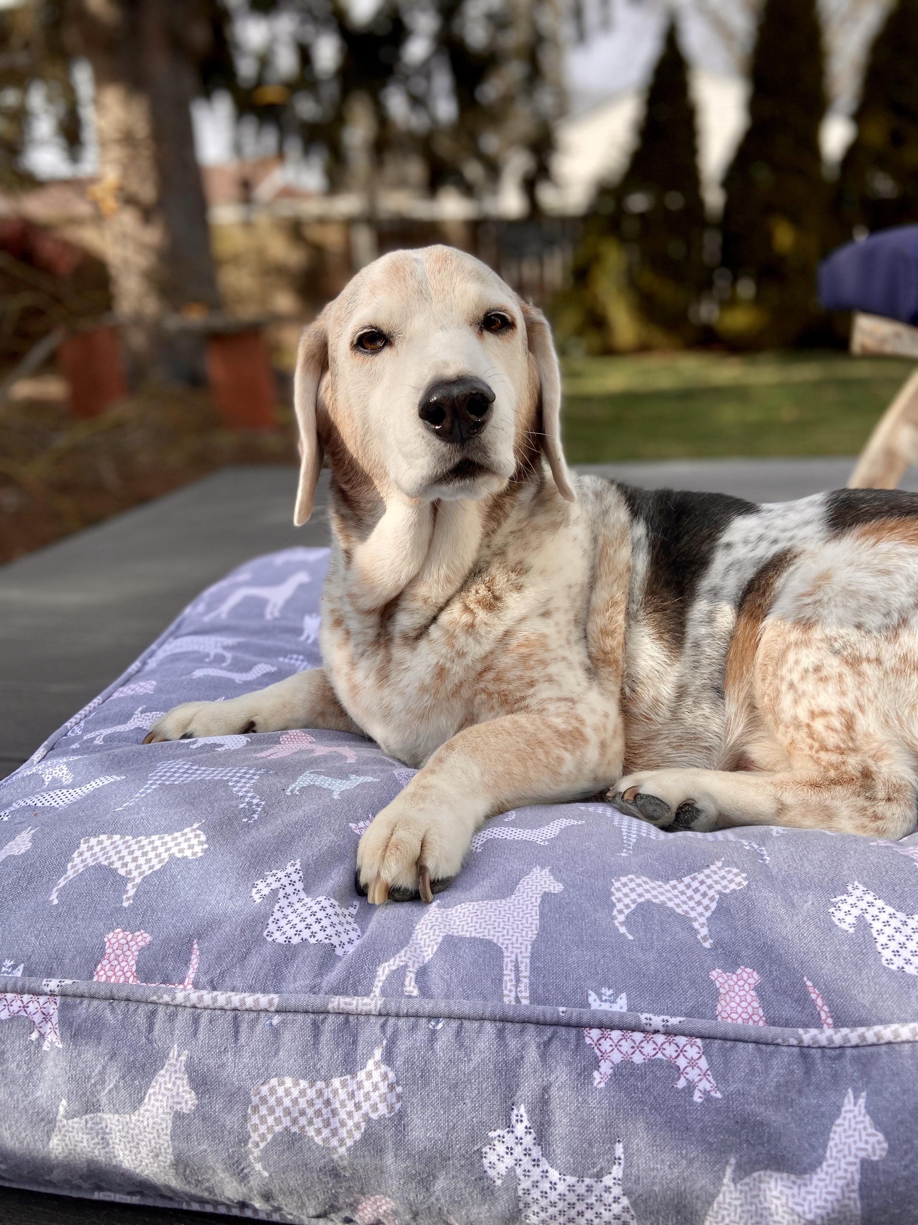 14 yr old Regal Beagle | Scrolller