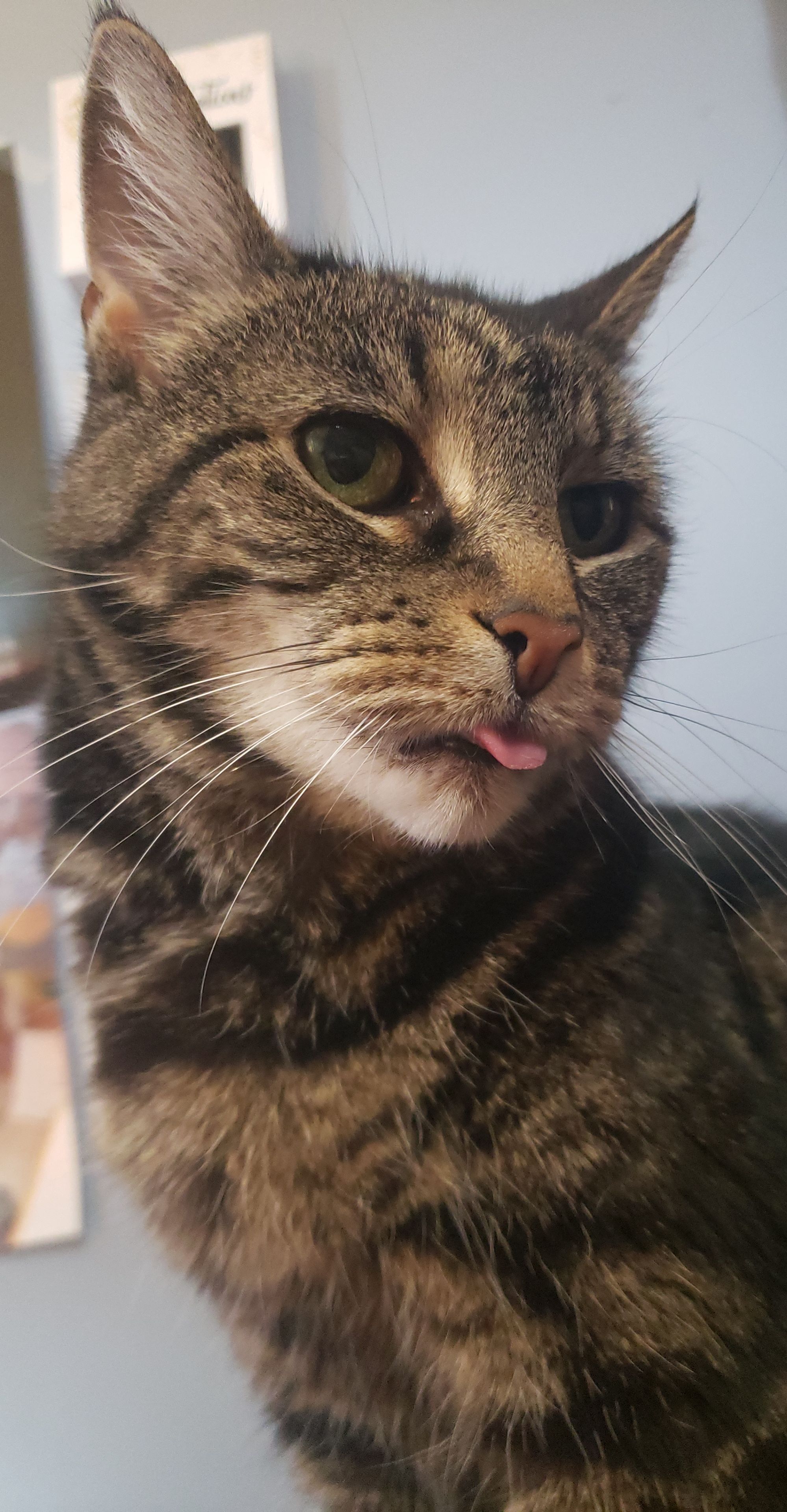 17 year old blep | Scrolller