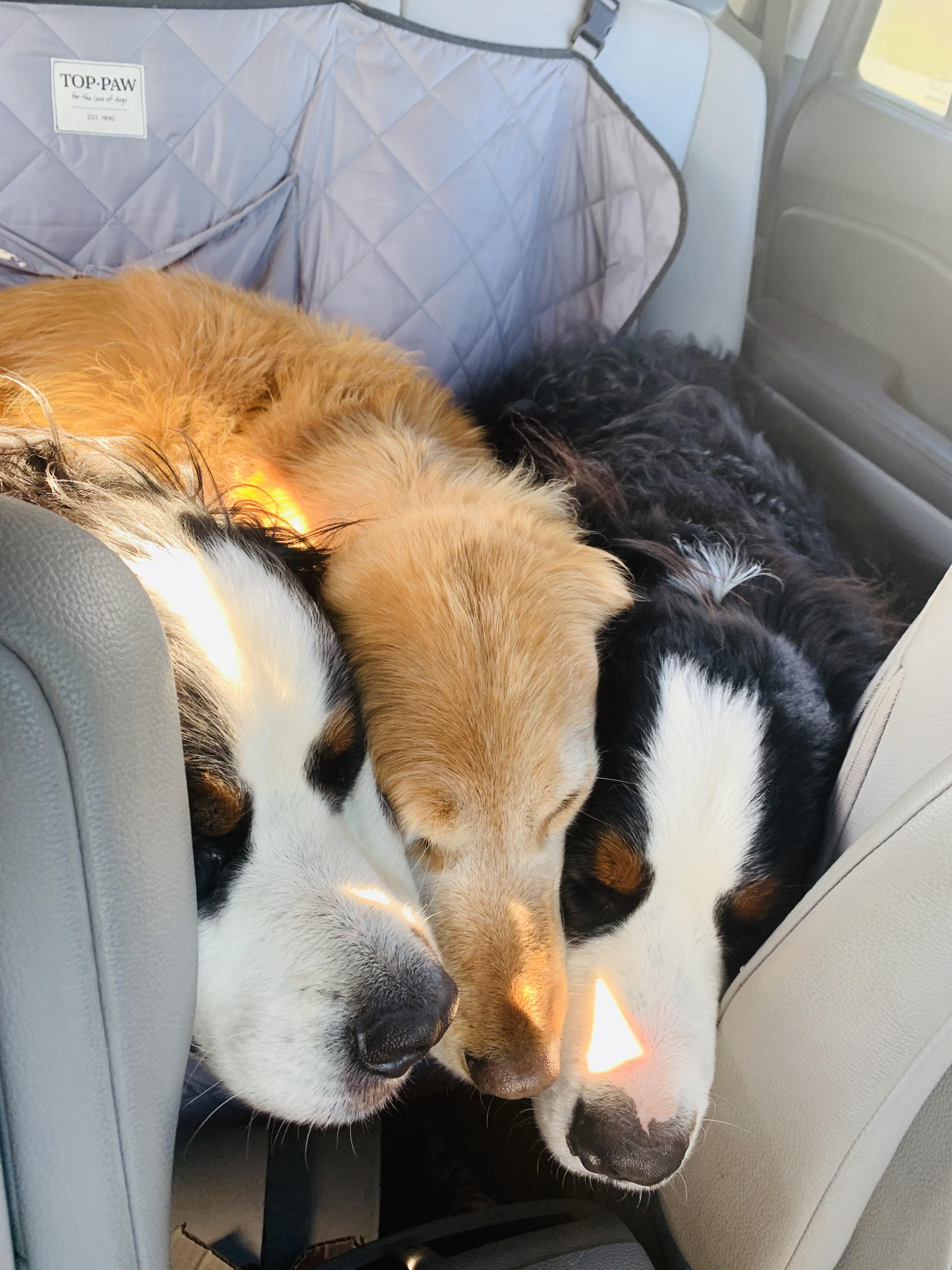2 Bernese and a golden, my boys. | Scrolller