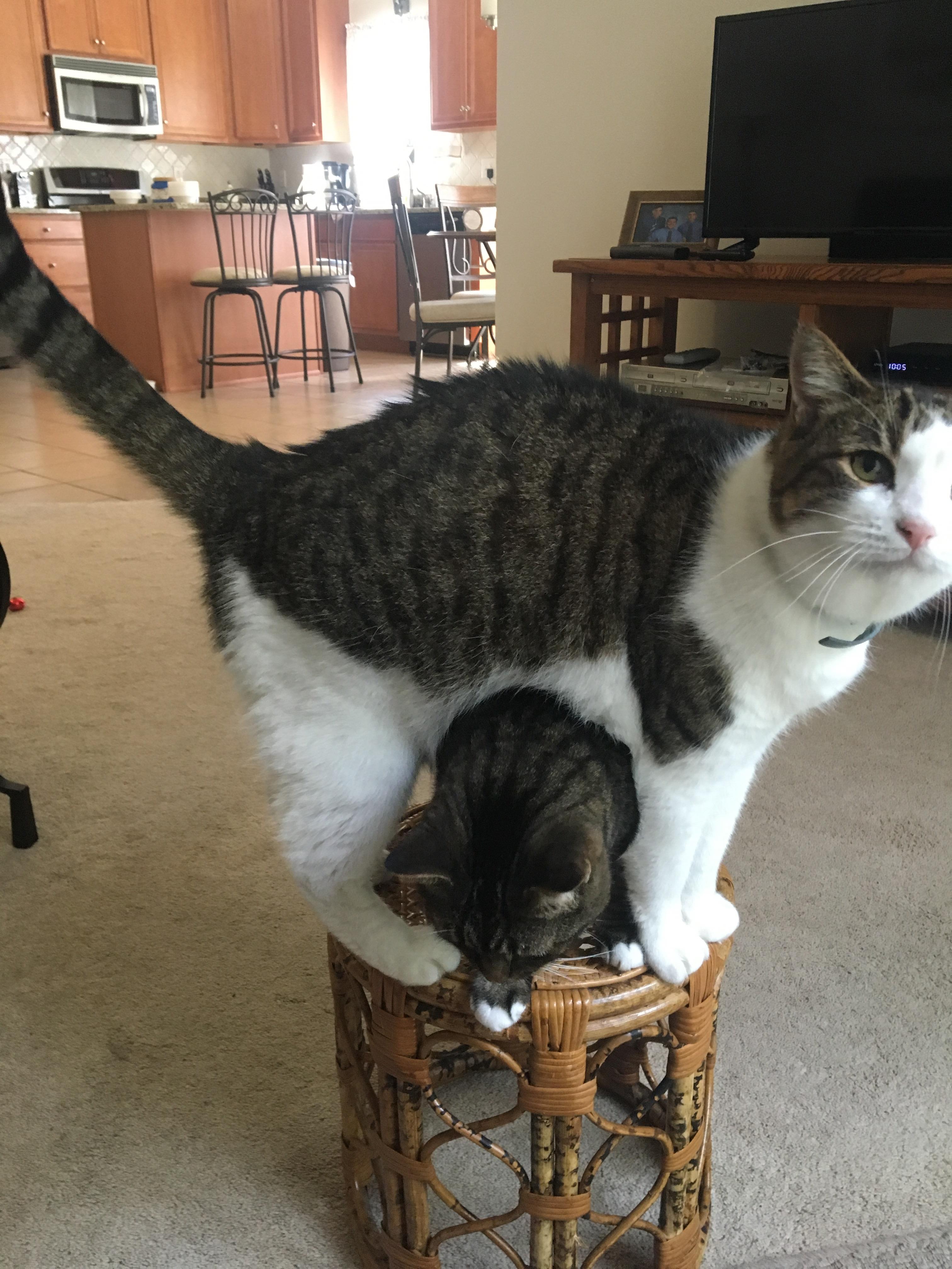 2 fat cats fighting for attention on a small ottoman. | Scrolller