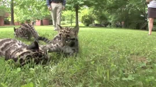2-month-old clouded leopard cubs playing at the Nashville Zoo | Scrolller