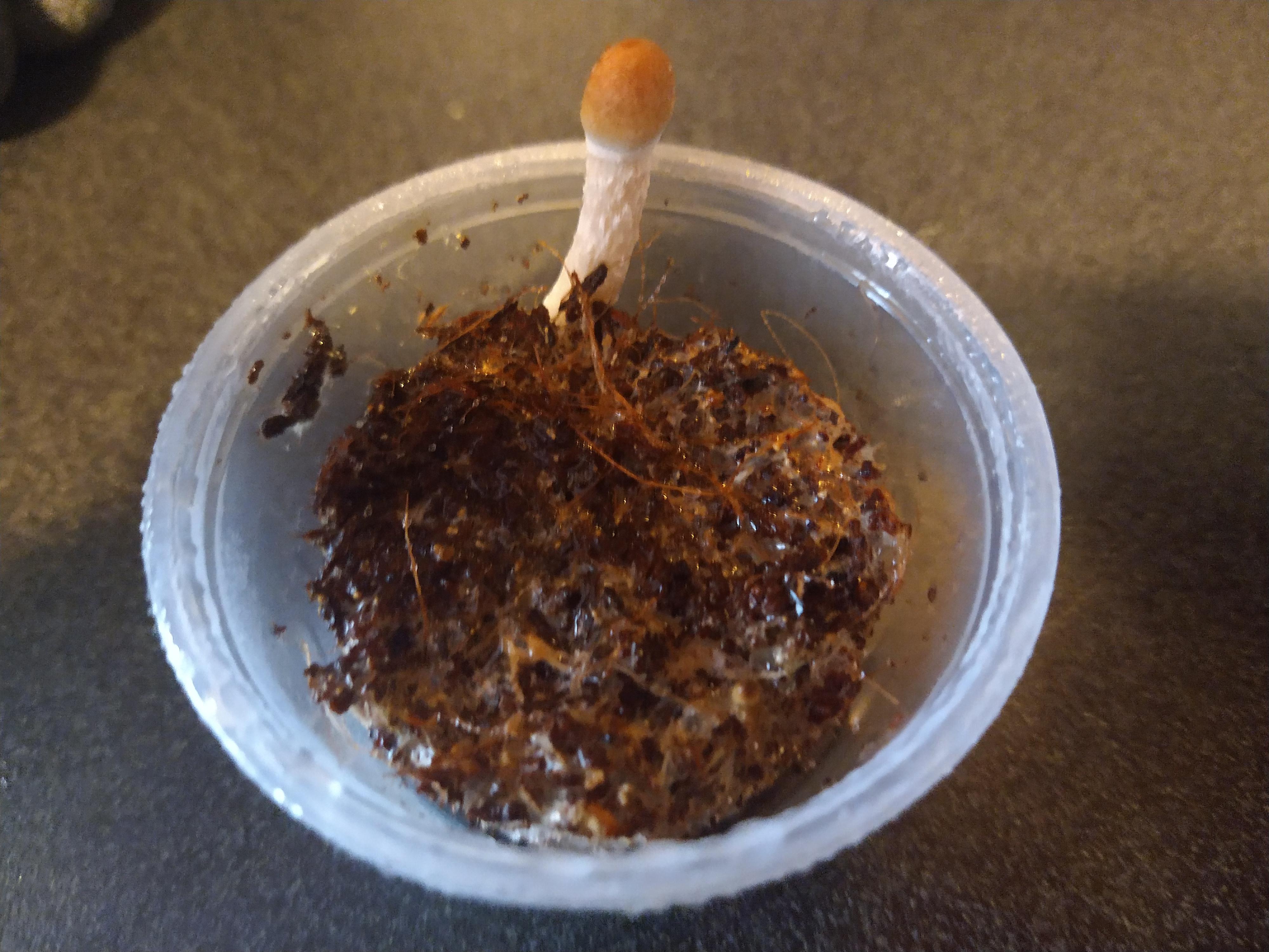 2 oz ramekin tek | Scrolller