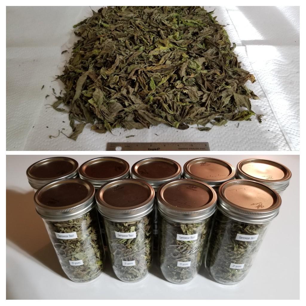 200 grams of Genovese basil I just finished drying. My largest herb harvest to date. | Scrolller