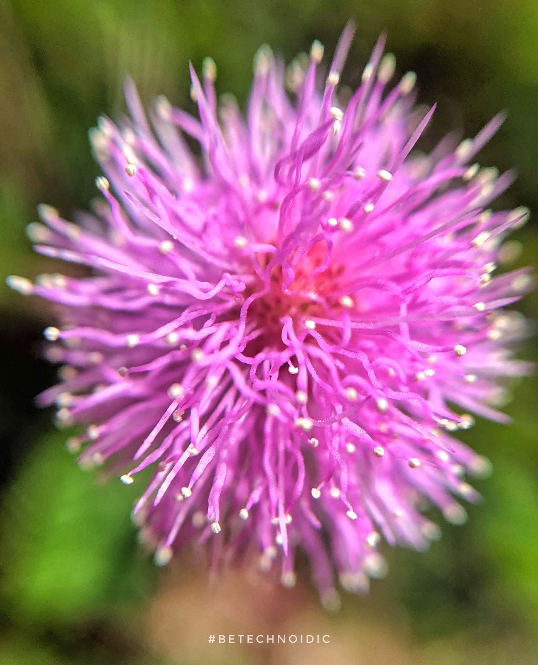 [2203x2726] Shame Plant Up Close #2 [OC] | Scrolller
