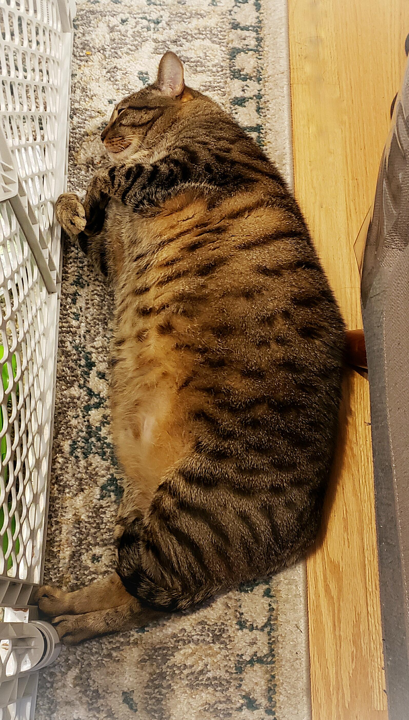 23 Pound Chonk | Scrolller