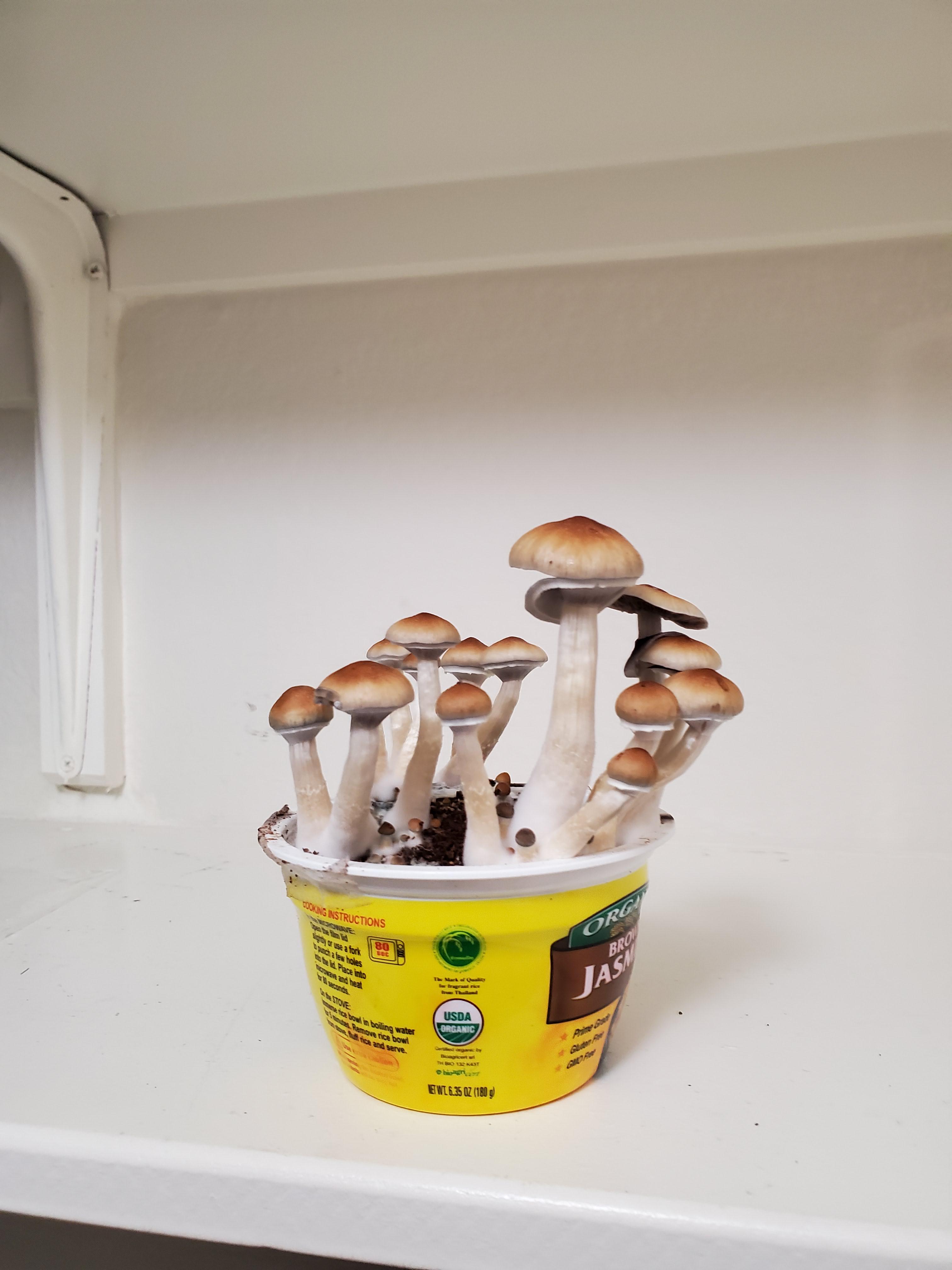 2nd flush looks better than the first | Scrolller