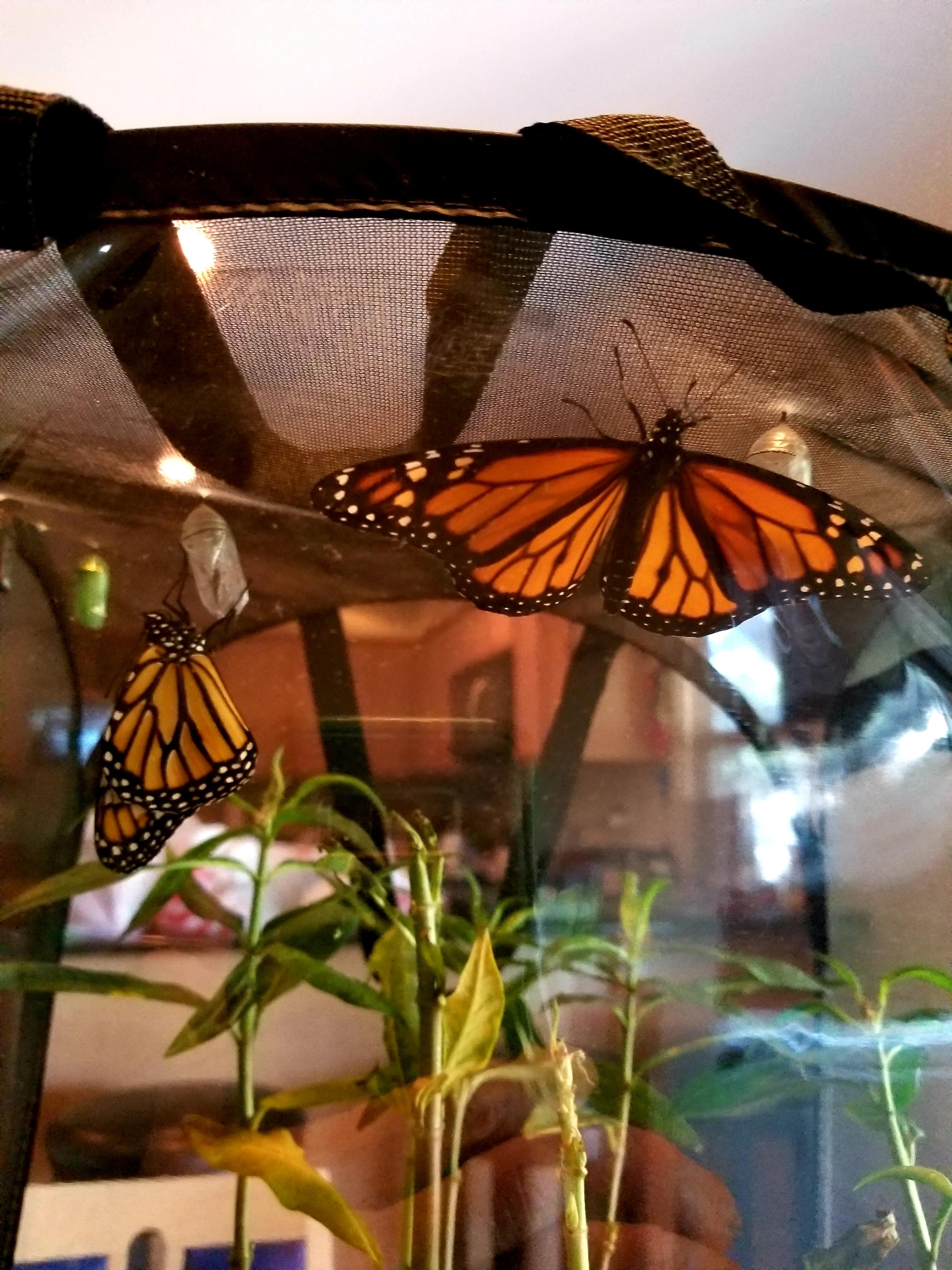 3rd Grade Monarch metamorphosis project💚 | Scrolller