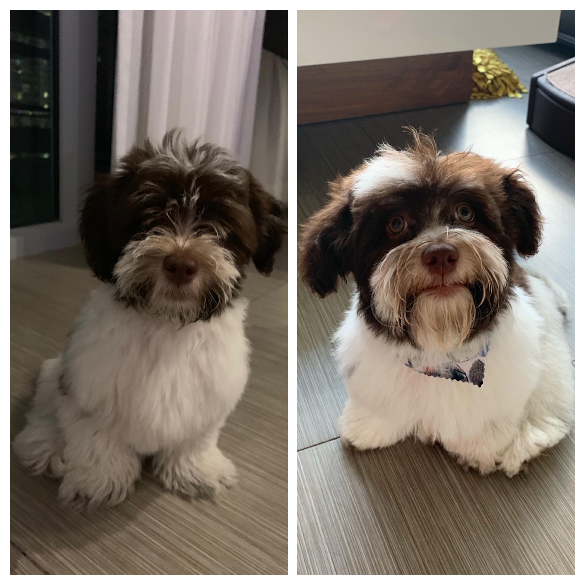 4 month old Kalbi before and after his first grooming | Scrolller