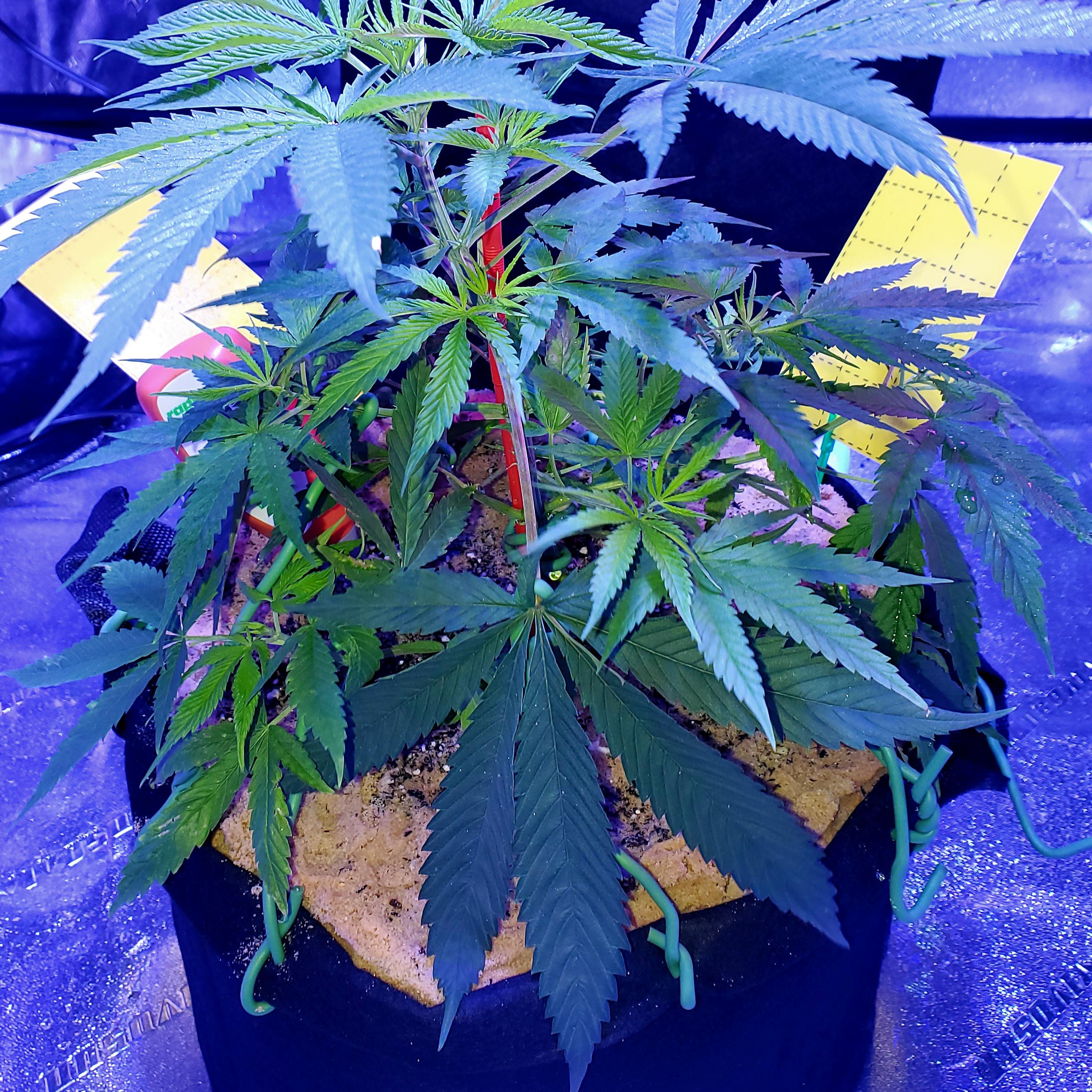 40 days into my first grow | Scrolller