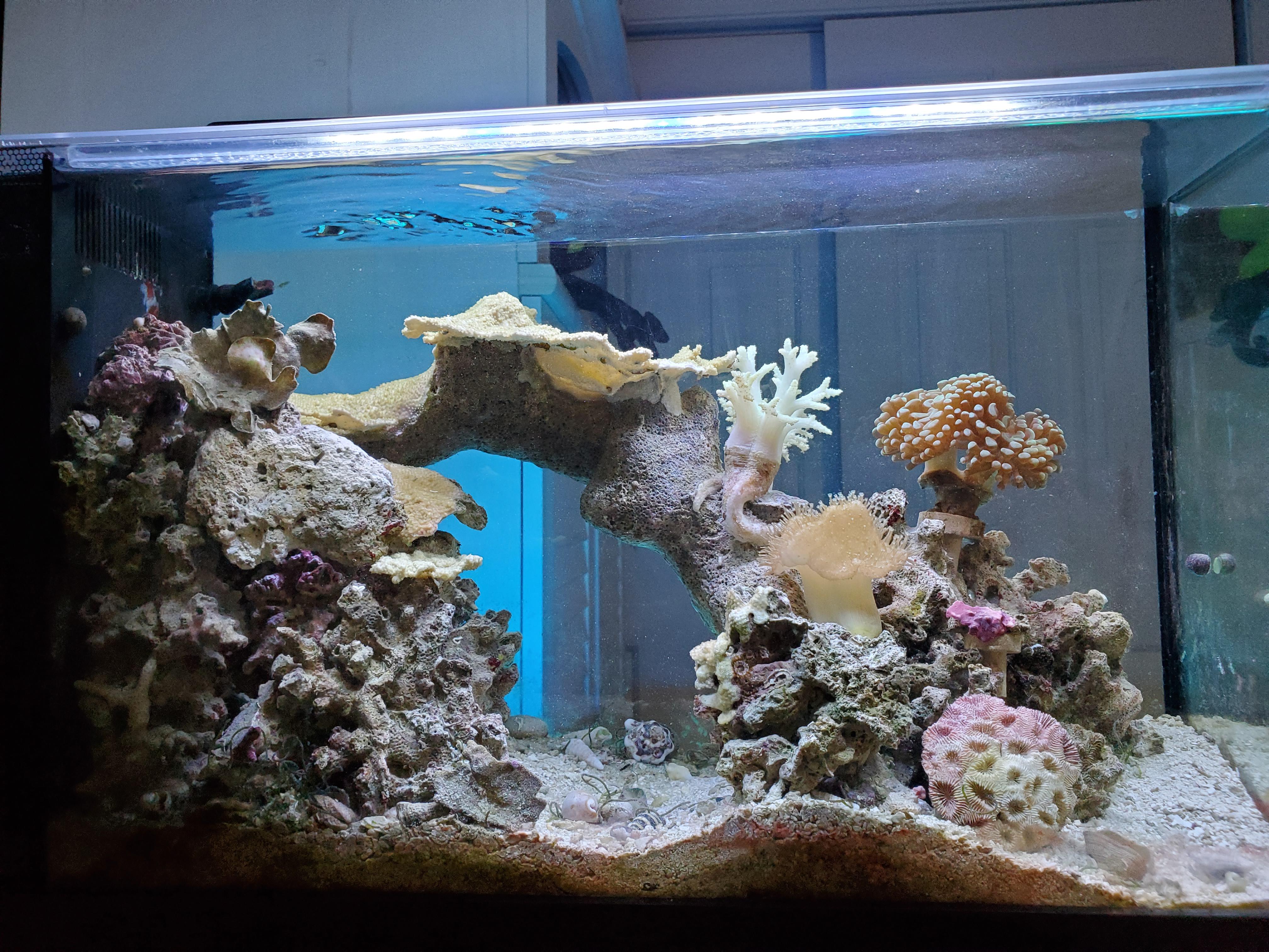 5 Gallon Fluval Marine Reef | Scrolller