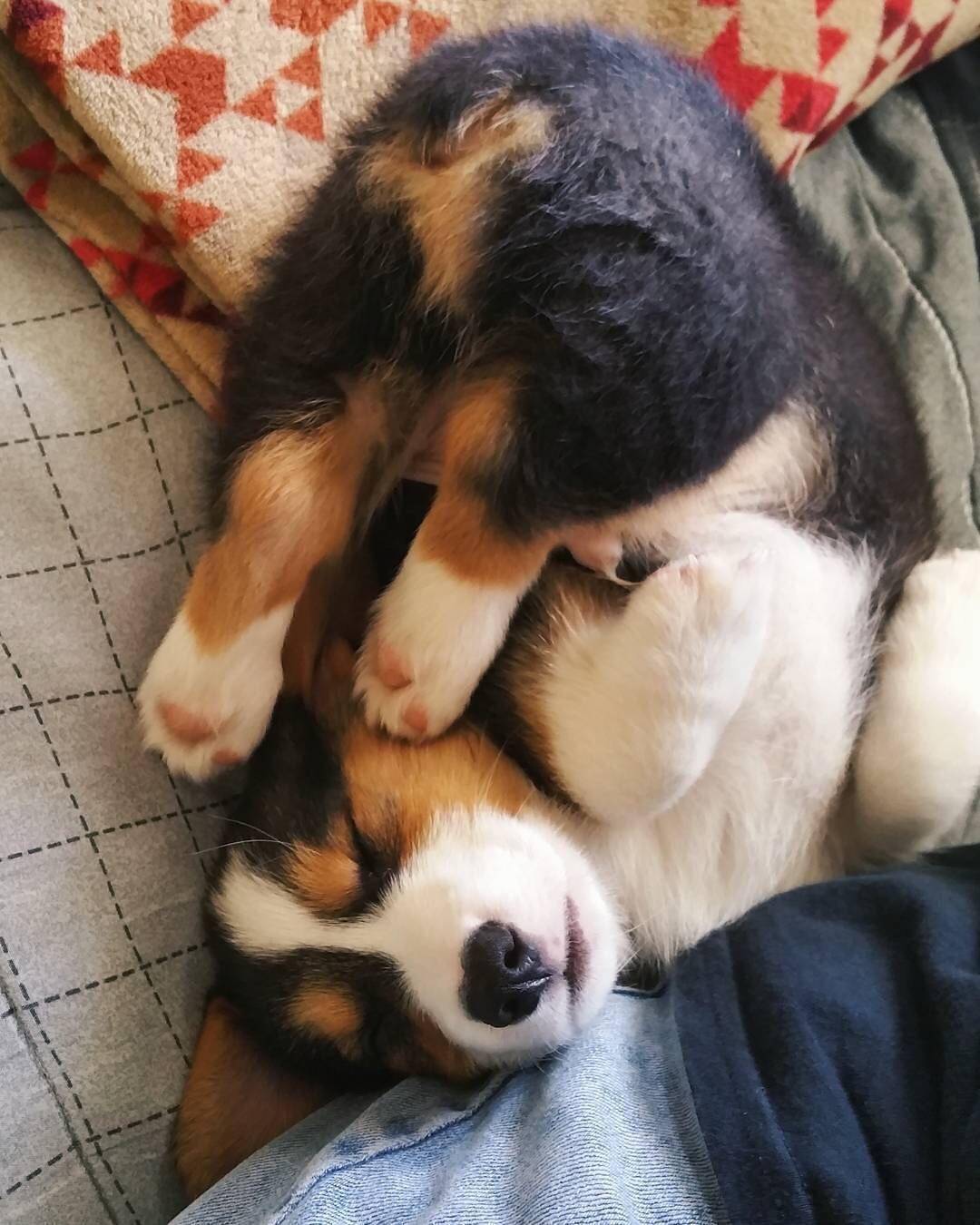 [50/50] Sleeping pupper (SFW) | beheaded woman (NSFL) | Scrolller