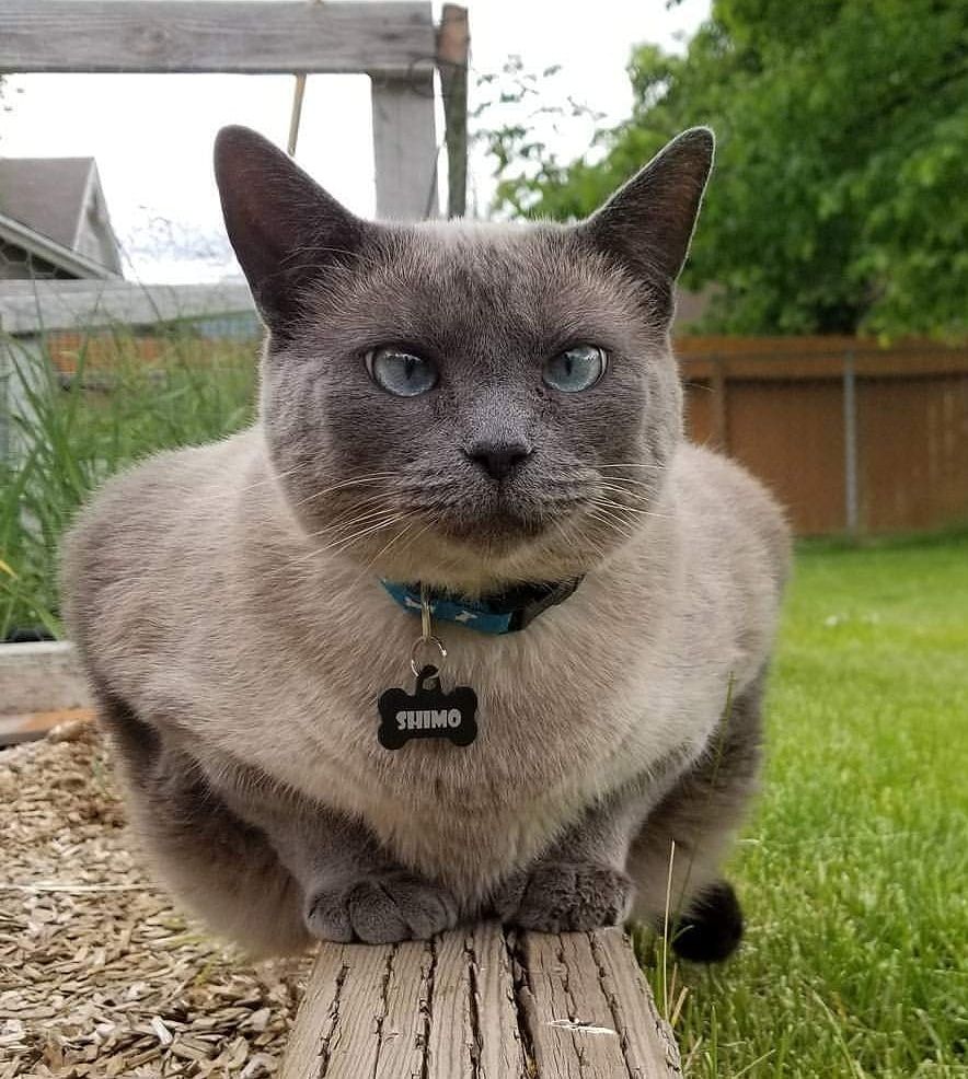 $500 REWARD - LOST SIAMESE CAT | Scrolller