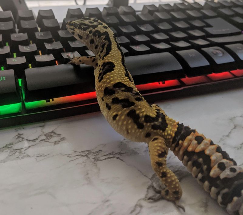 8 months old and already a pro gamer! | Scrolller