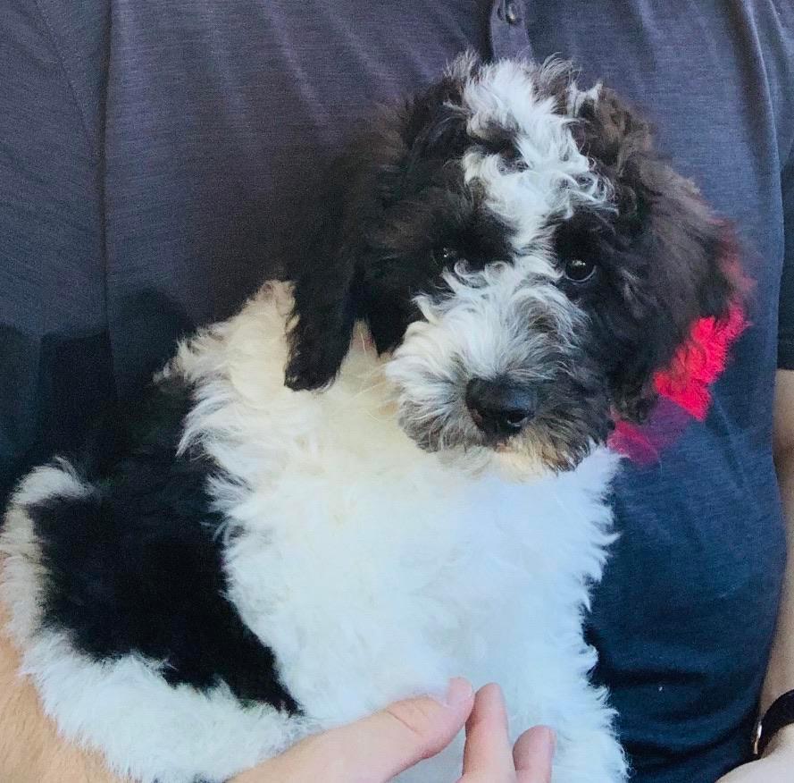 9 week old Goldendoodle ️ | Scrolller