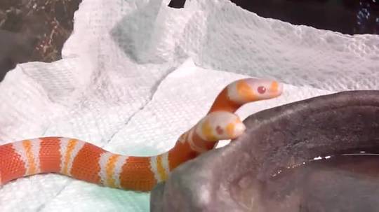 A 2-headed snake drinking water | Scrolller