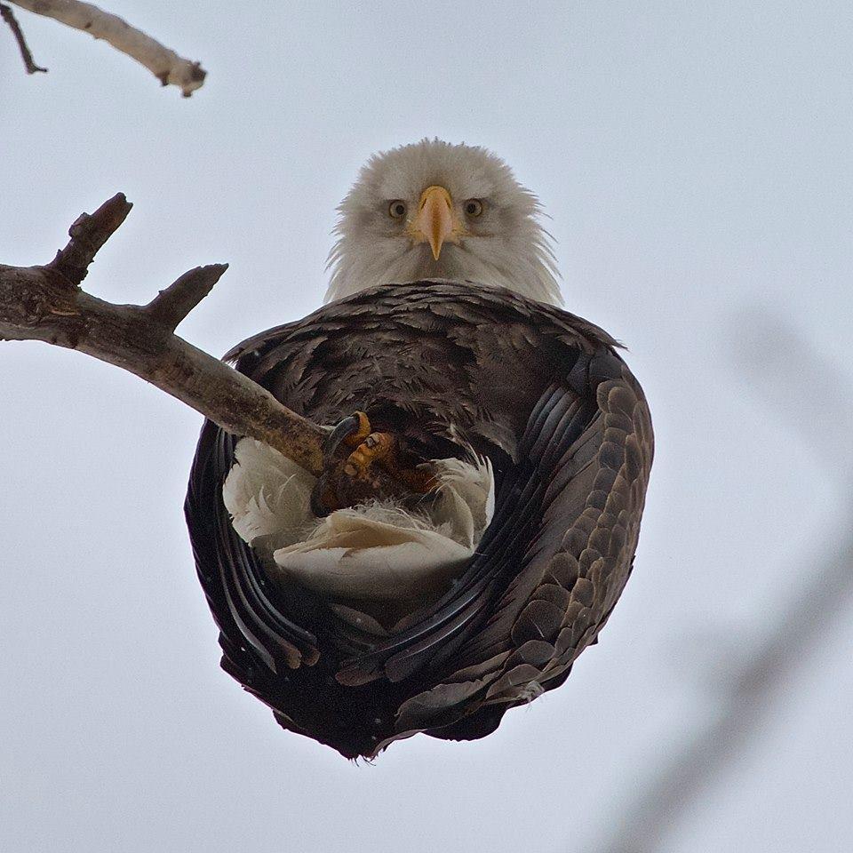 A Bald Eagle from below | Scrolller