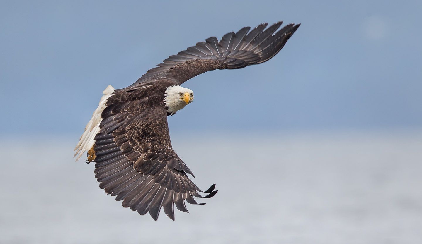 A bald eagle taking off from the oysters bed in Seabeck Washington. [1440 x 834] | Scrolller