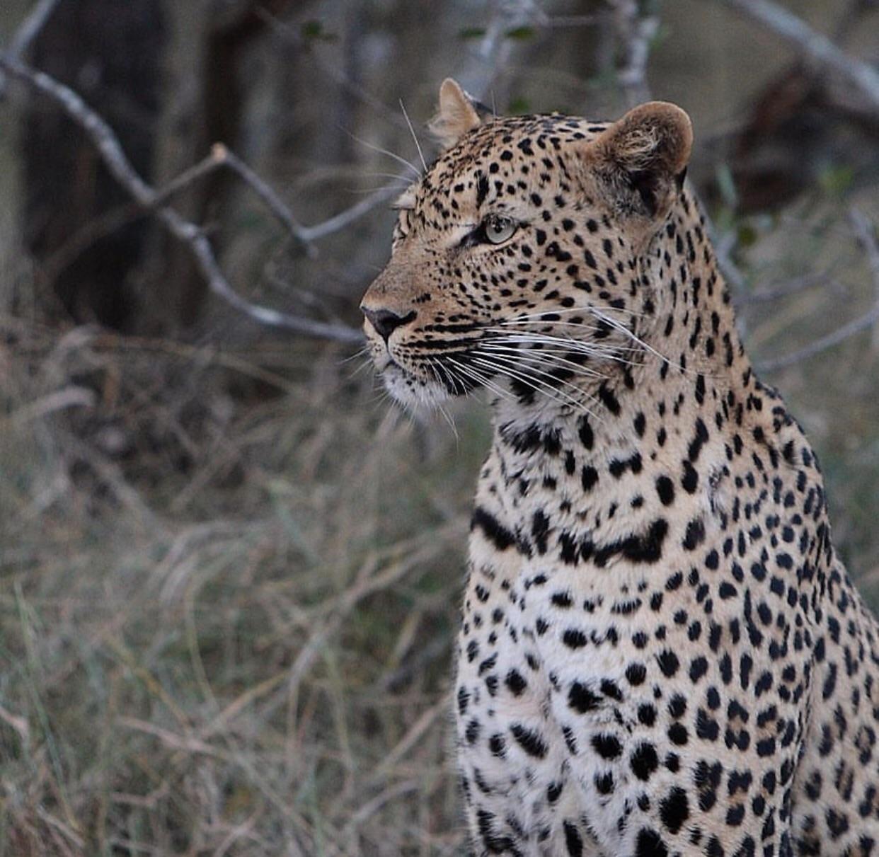 Leopards | Pictures and Videos | Scrolller