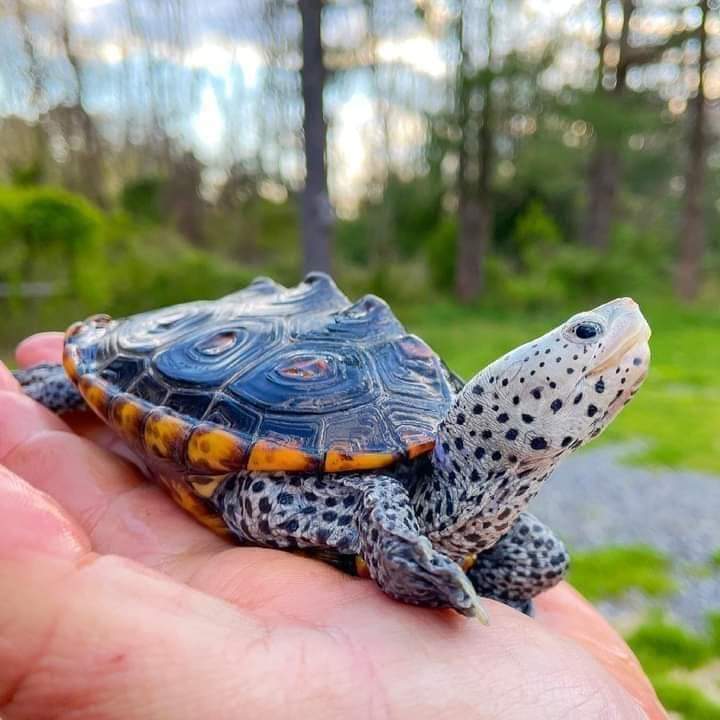 🔥 A Beautiful rare Diamondback Terrapin Turtle | Scrolller