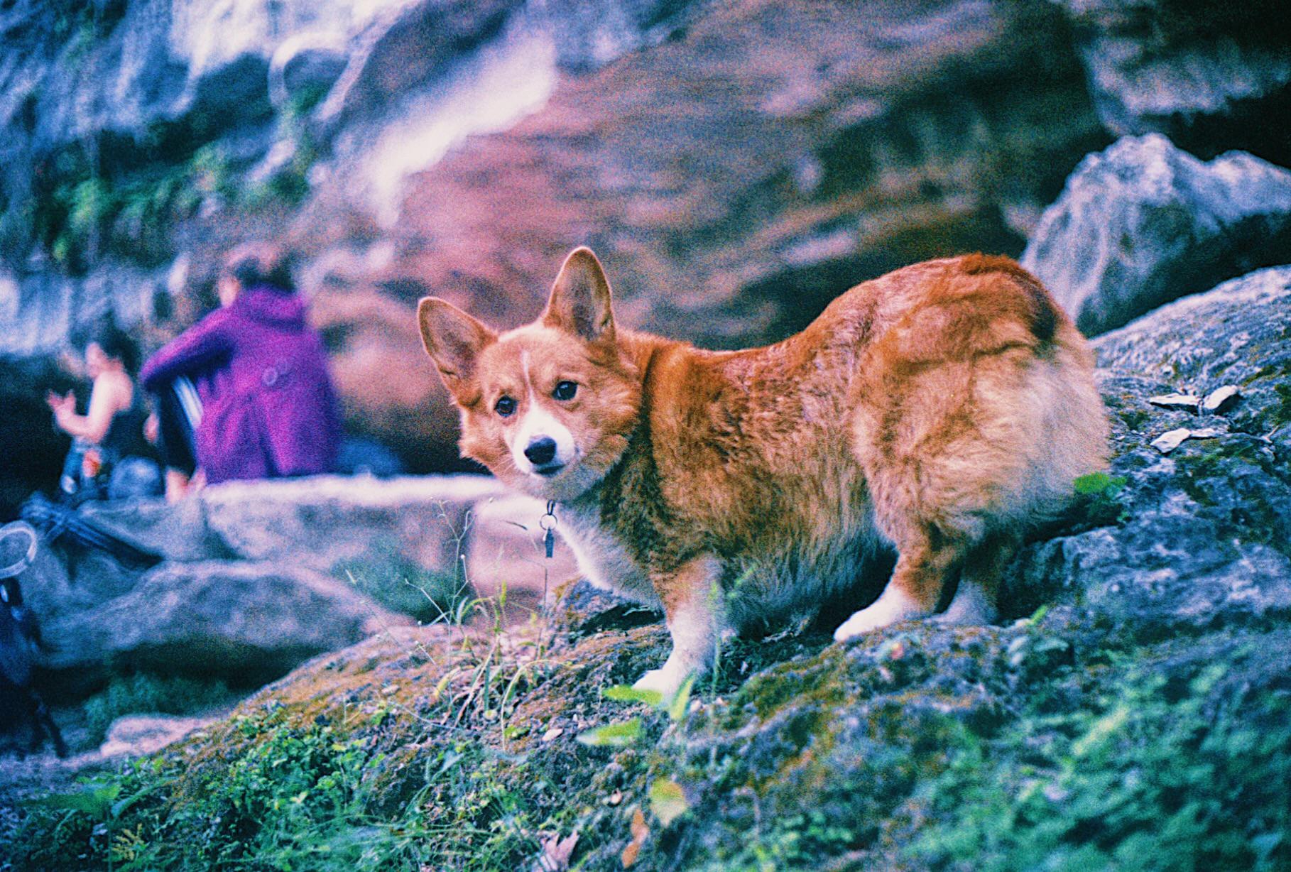 A billy goat-corgi | Scrolller
