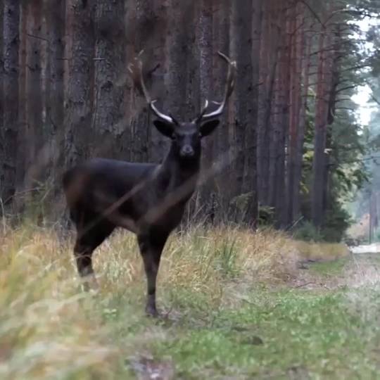 🔥 A black deer | Scrolller