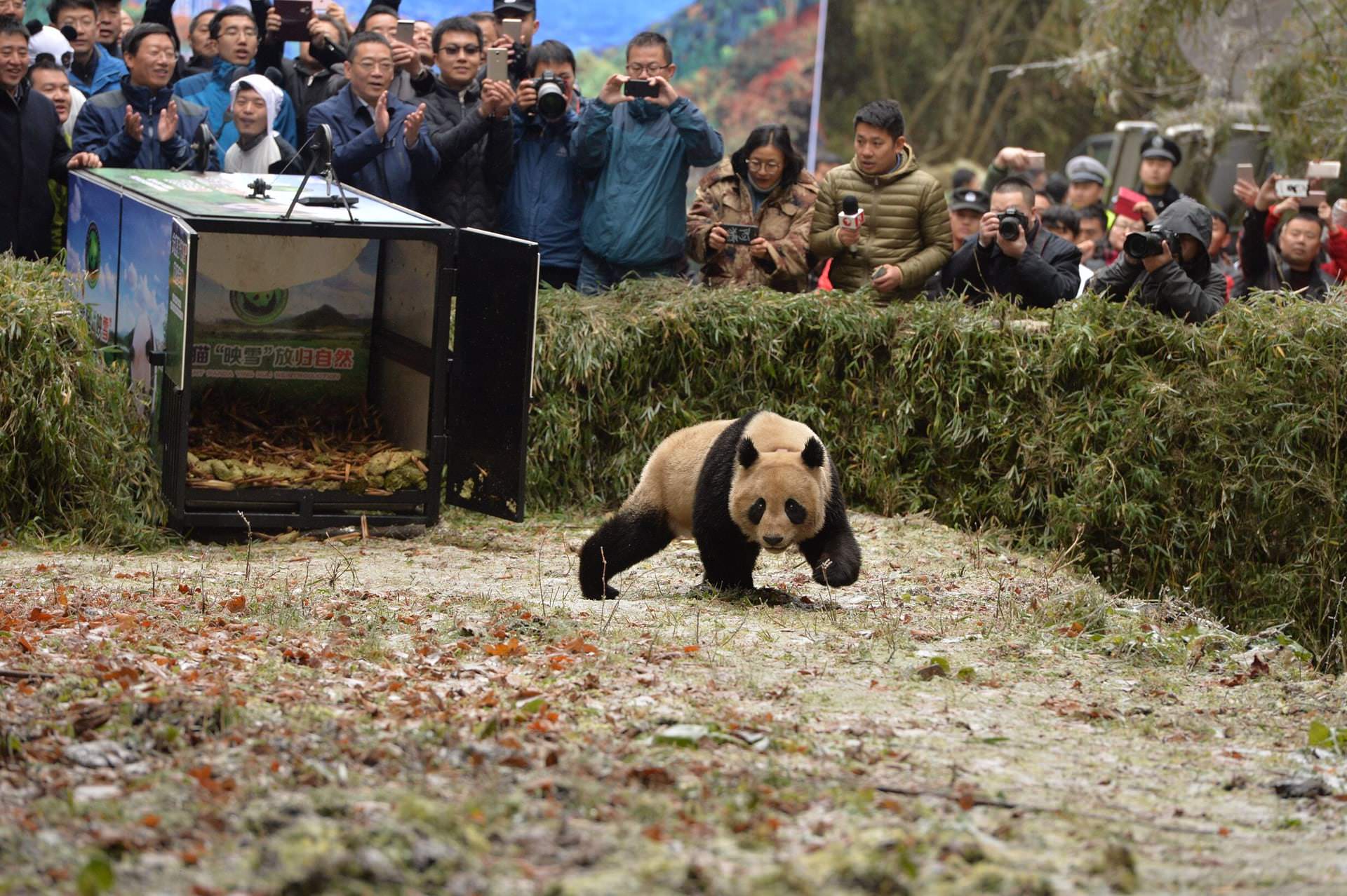 A captive-bred giant panda is released into the wild at the Liziping nature reserve, Ya'an ...