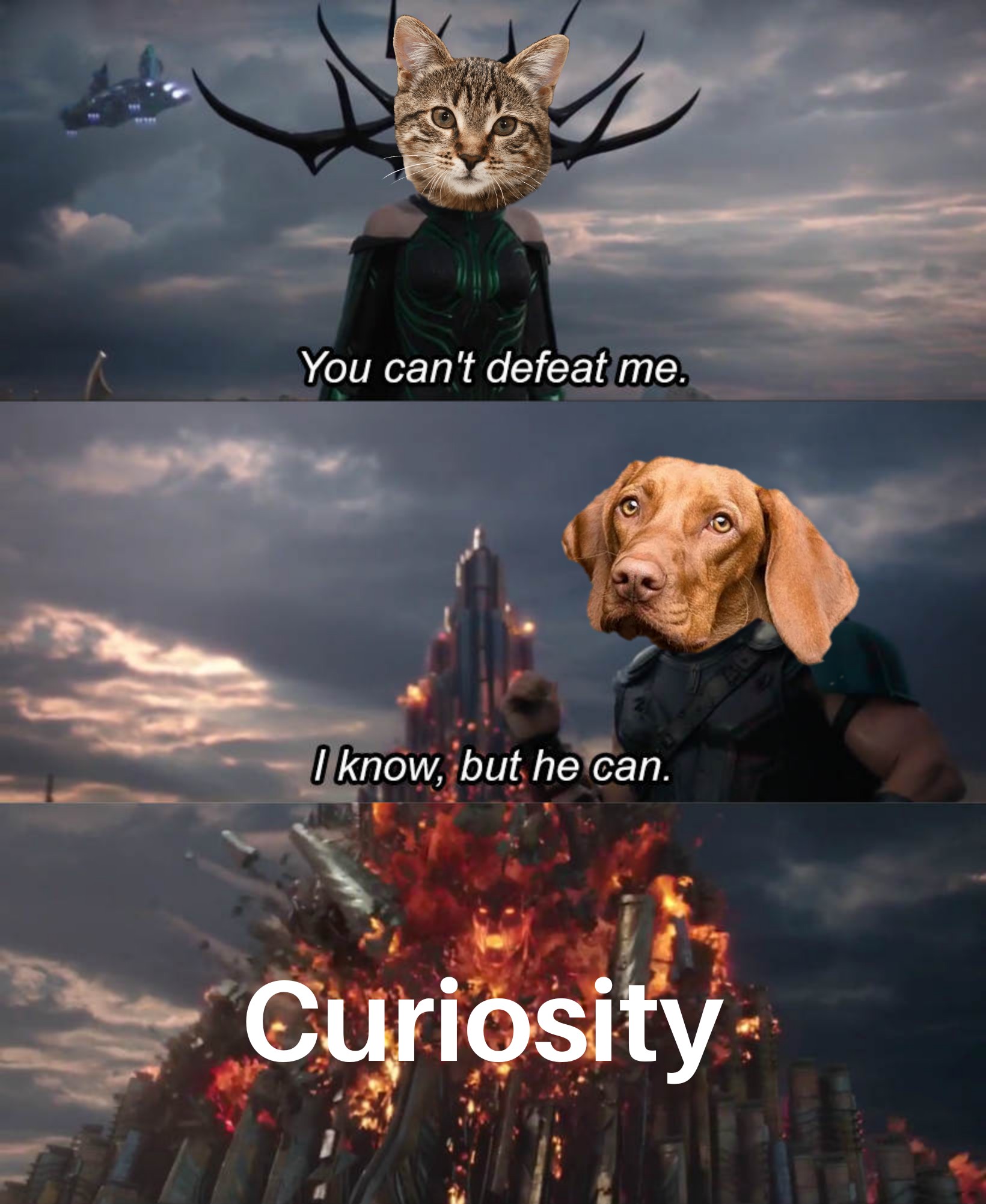 A cat's true nemesis | Scrolller