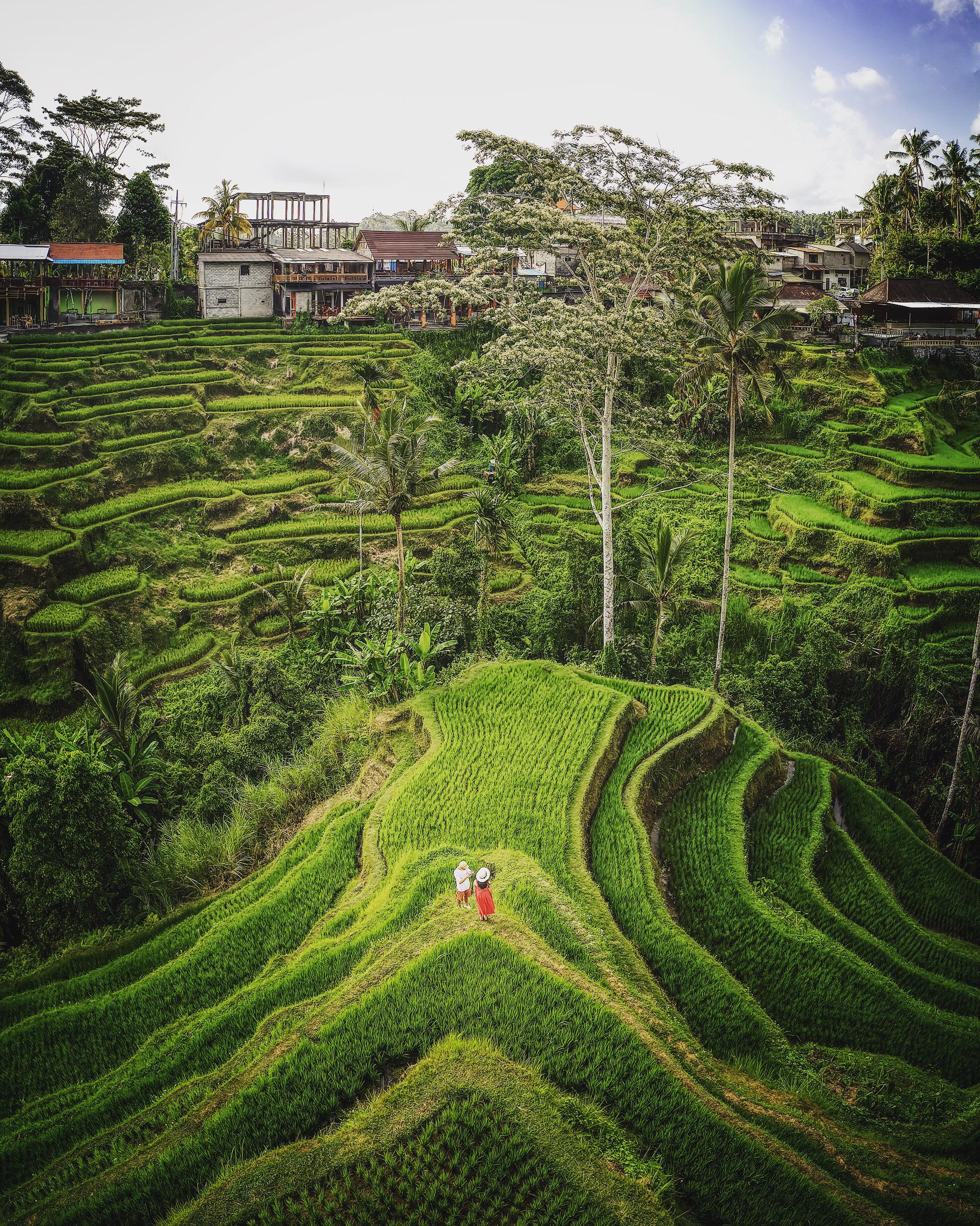 A couple at the Rice Field in Bali | Scrolller