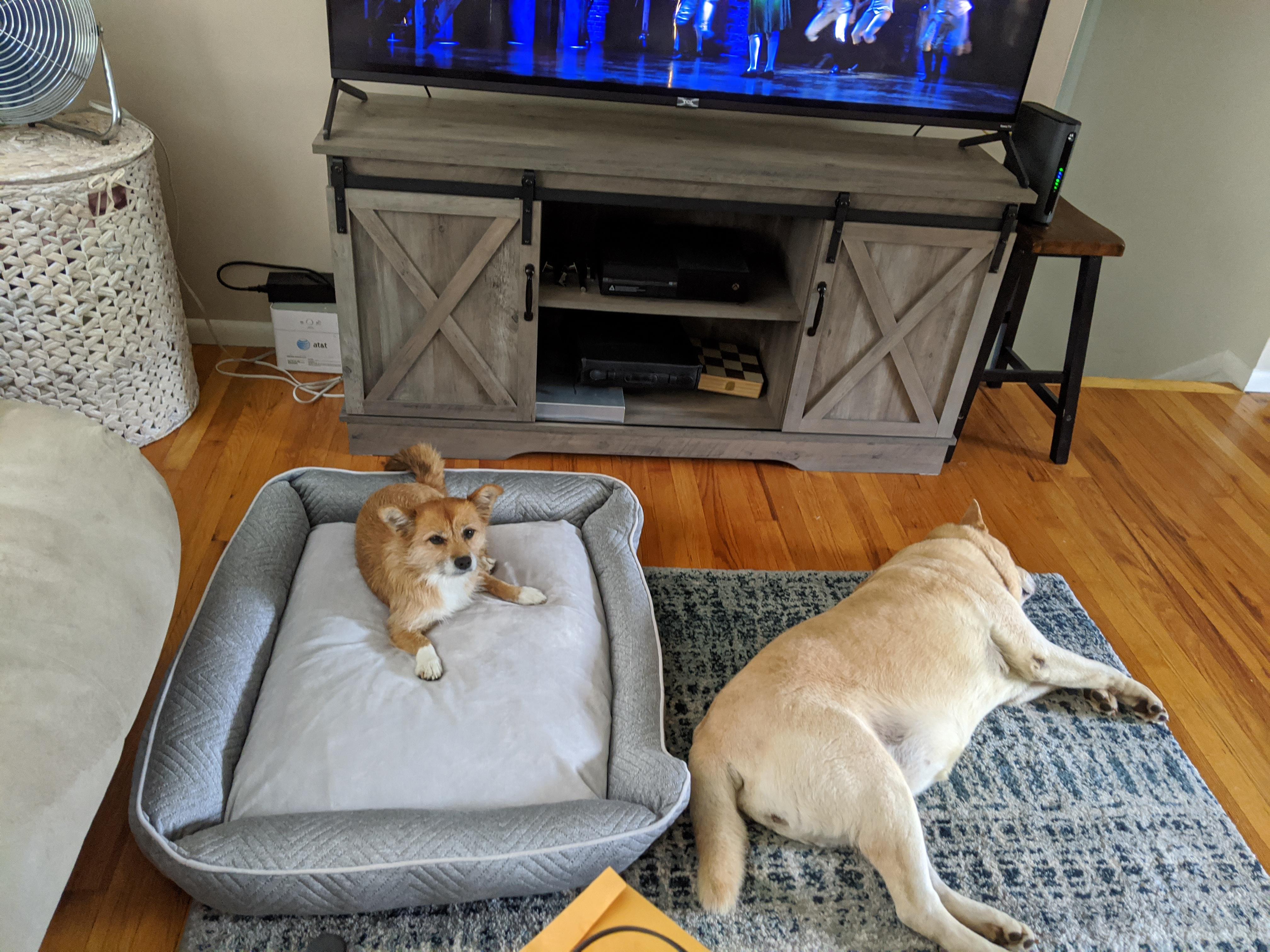A couple of shiba mixes. One mixed with yorkie, the other mixed with chow chow. Both purebred ...