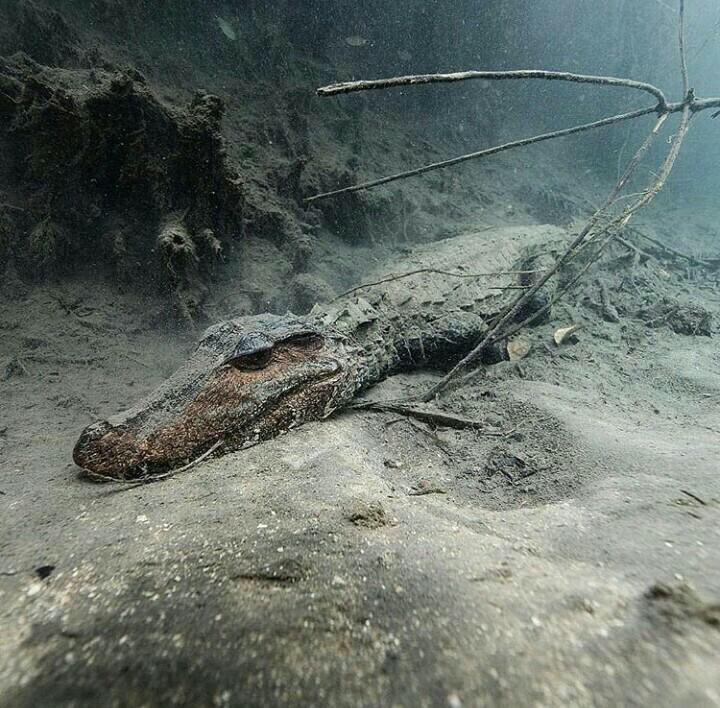 A crocodile underwater | Scrolller