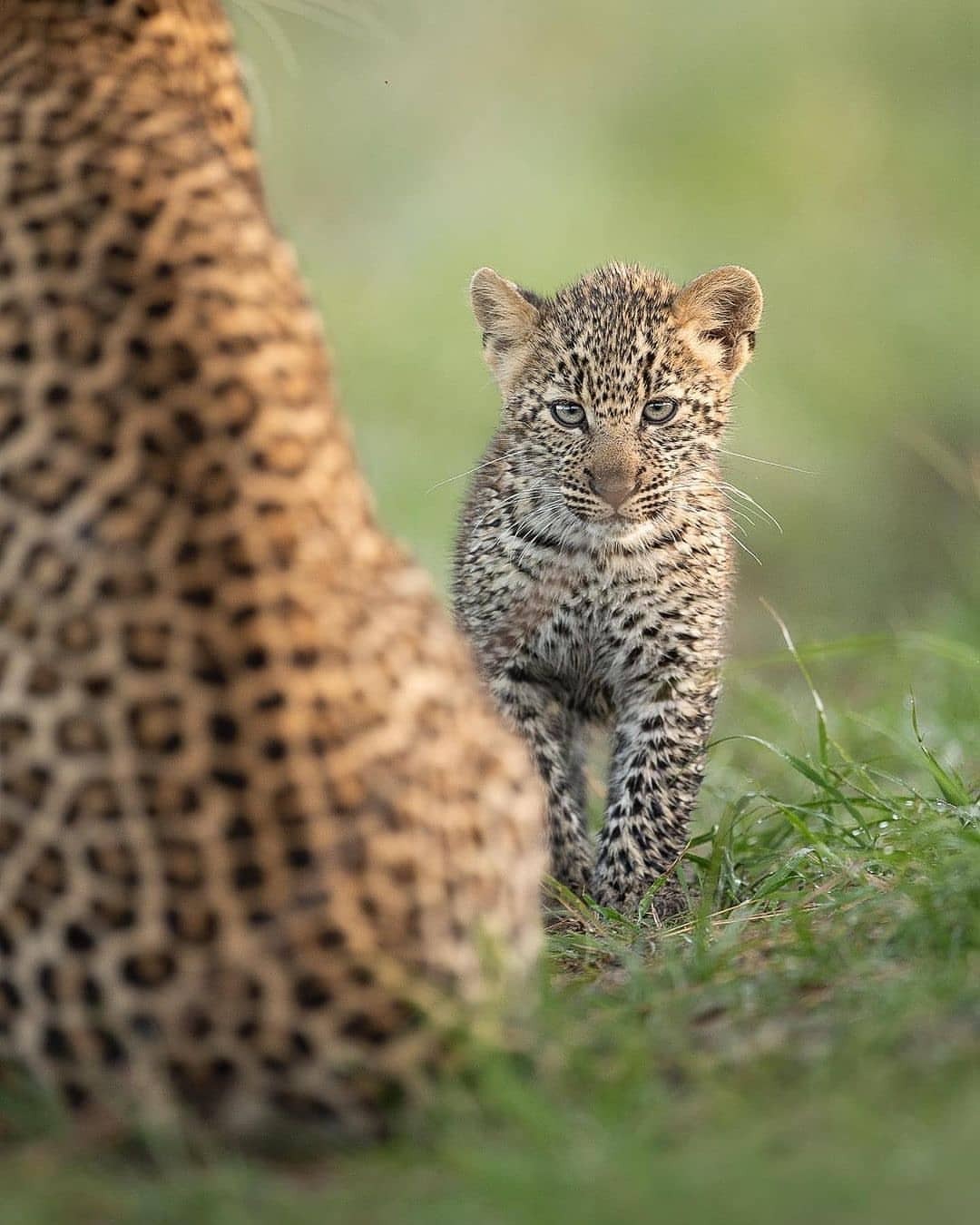 A curious leopard cub looking straight into the camera. | Scrolller