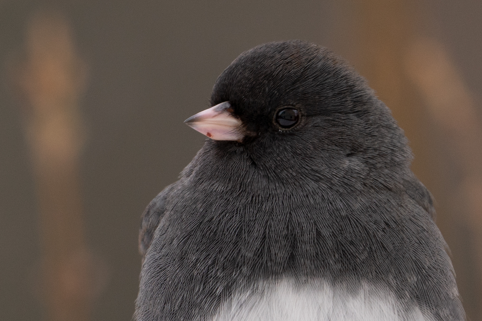 A cute little Dark Eyed Junco. | Scrolller