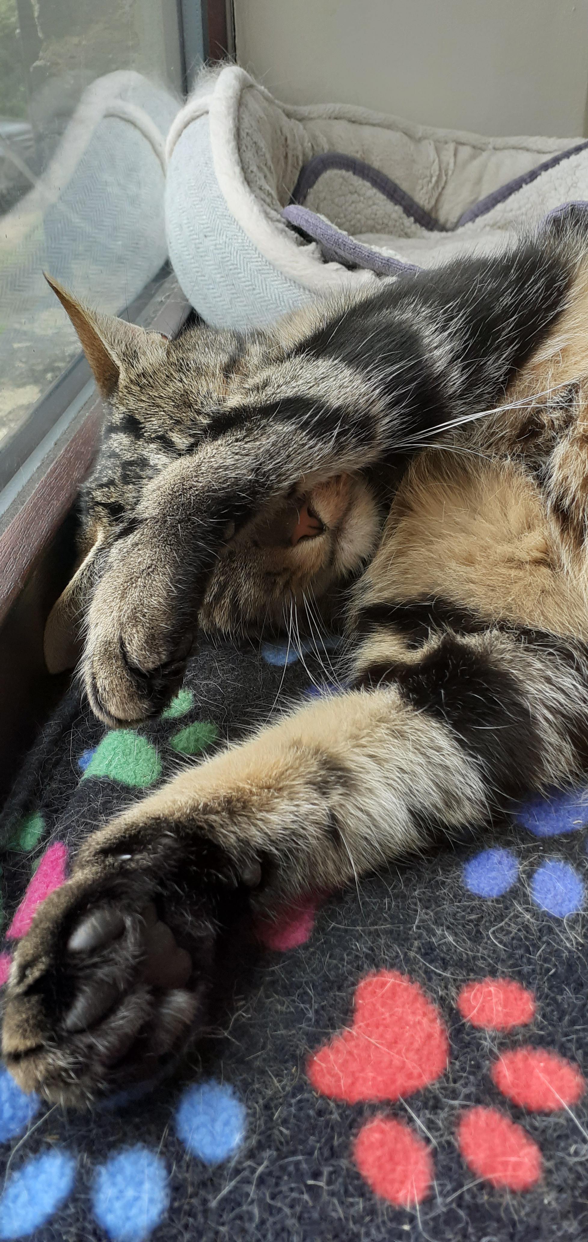 A dabby tabby | Scrolller