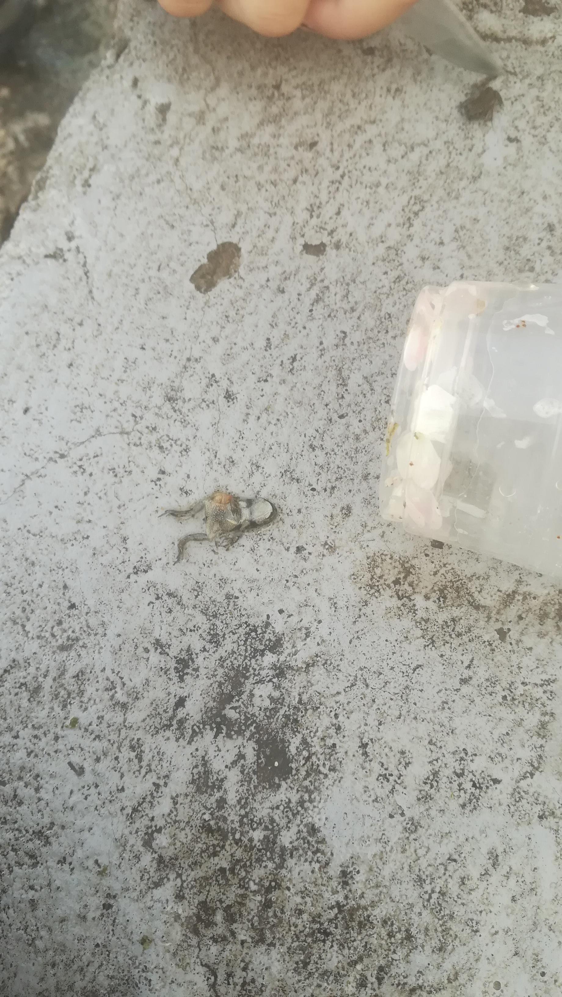 A dead fuckin tiny frog! | Scrolller