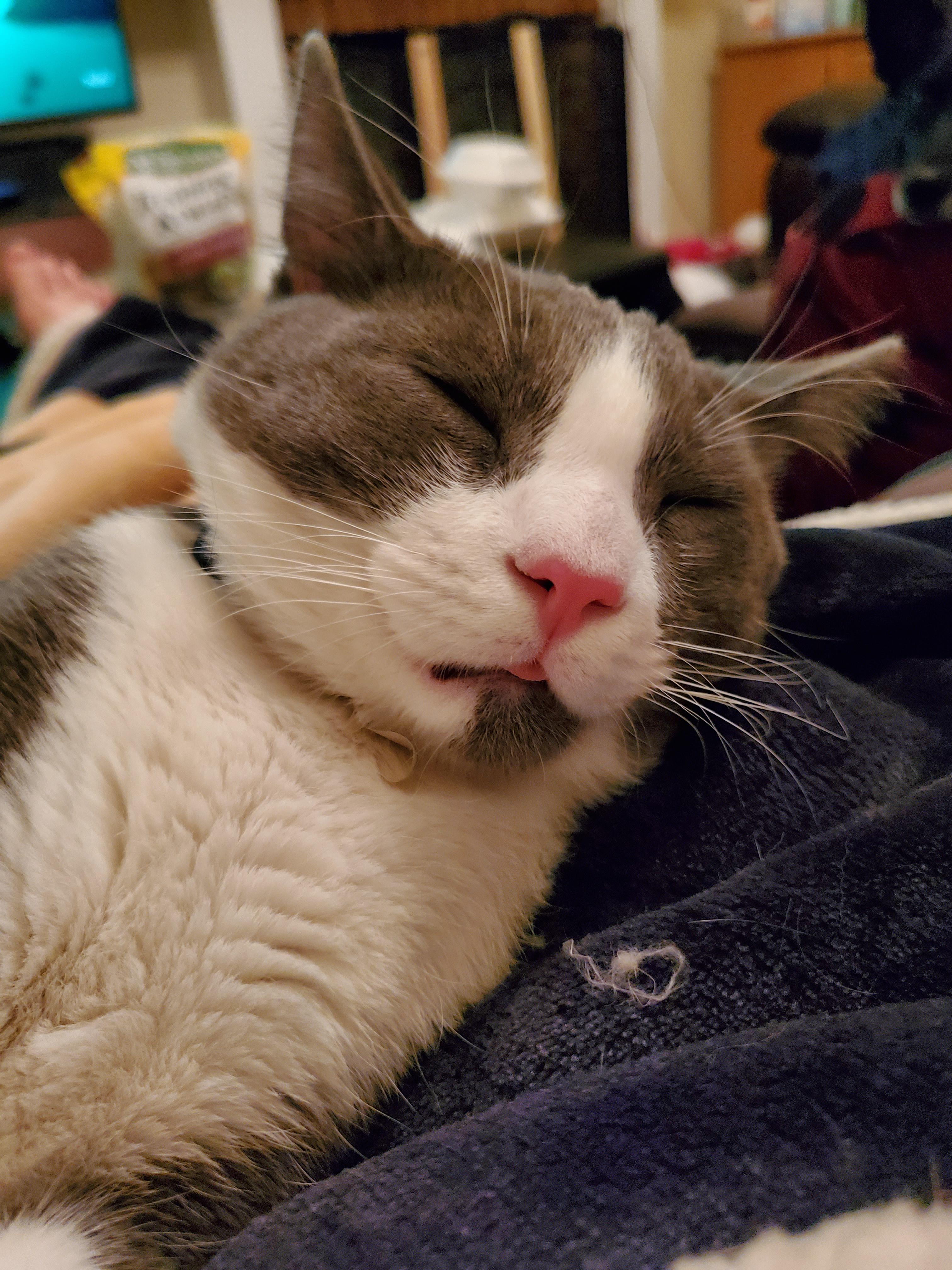 A deep sleep blep | Scrolller
