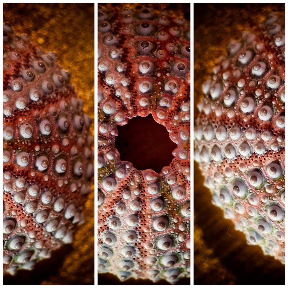 A dried sea urchin | Scrolller