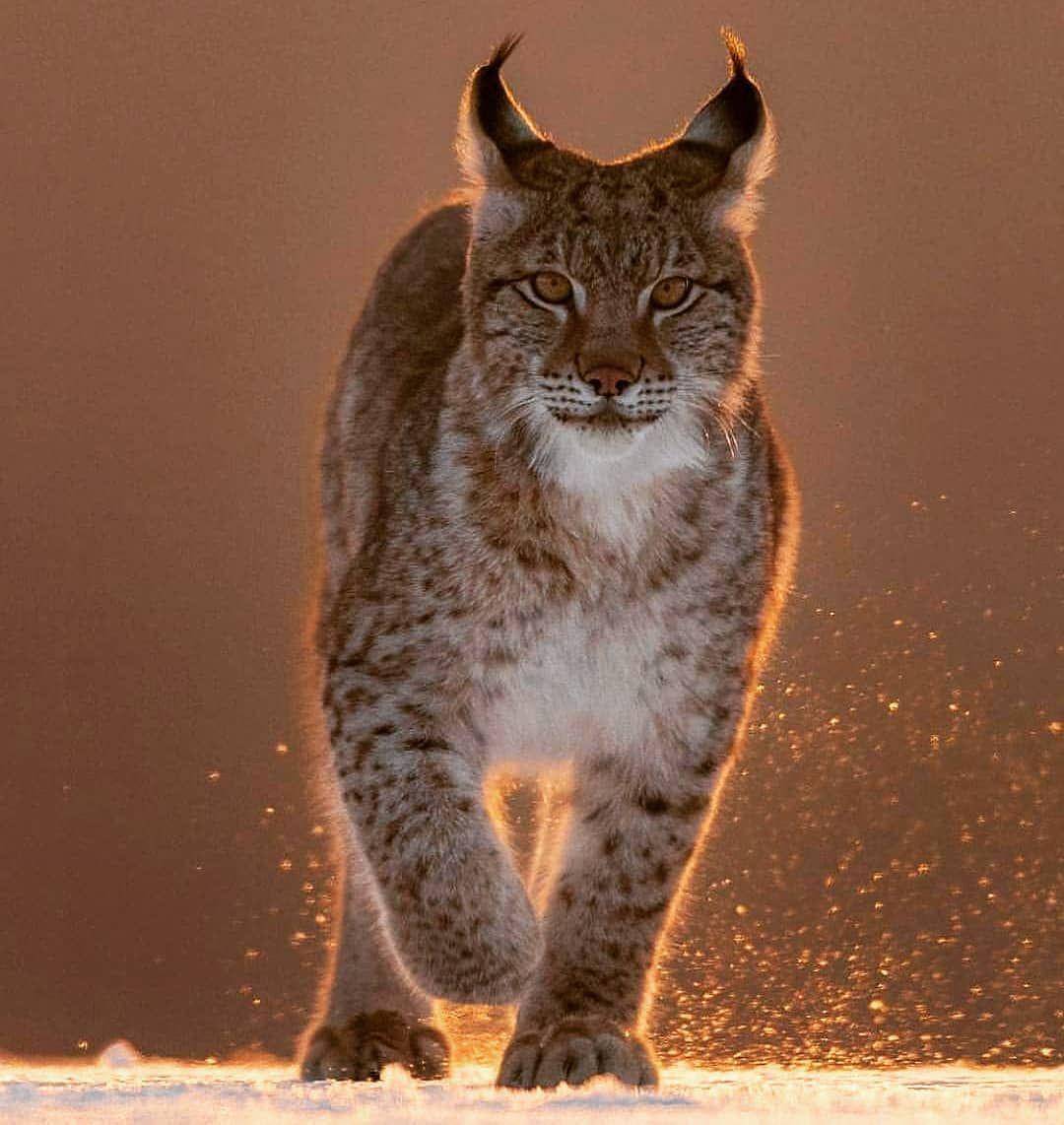A Eurasian lynx during sunrise. | Scrolller