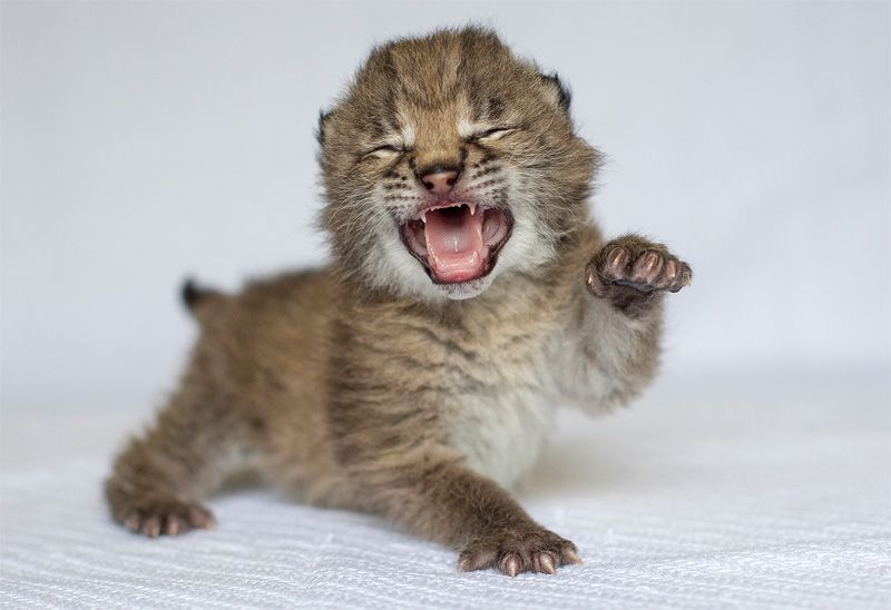 A Ferocious Eurasian Lynx | Scrolller