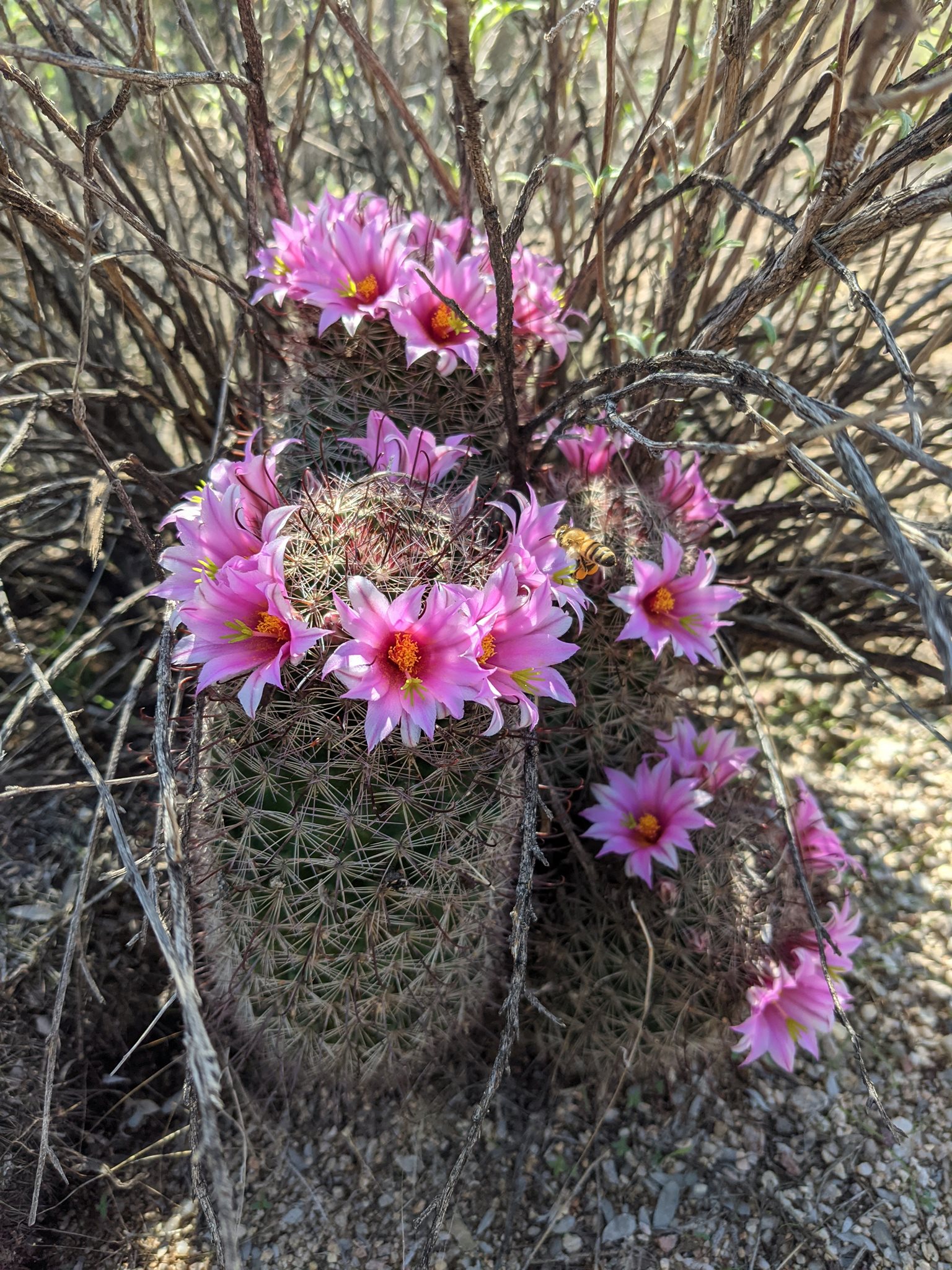 A fishhook pincushion cactus blooming after the recent rains. McDowell Mountains. | Scrolller