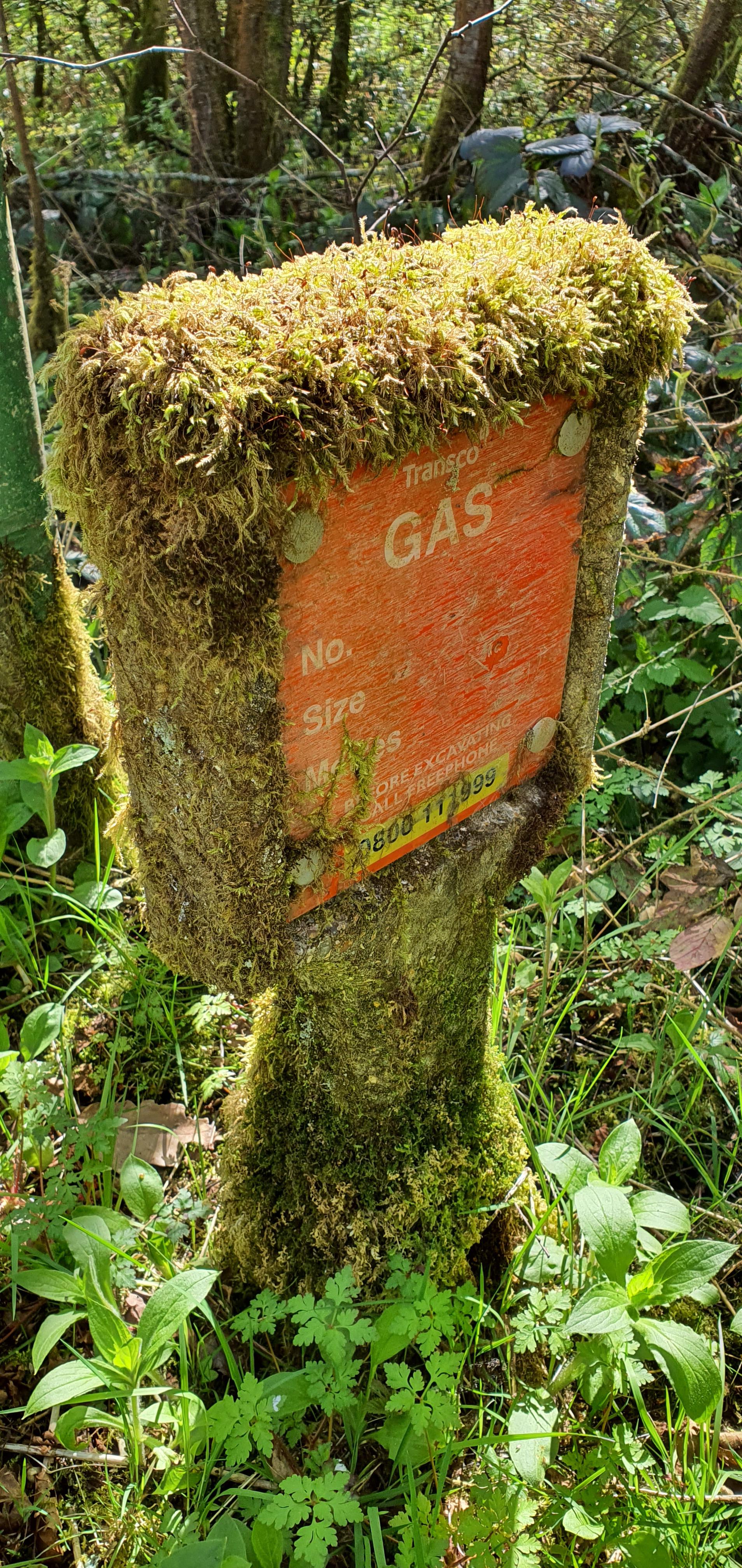 A gas post overtaken by the moss! | Scrolller