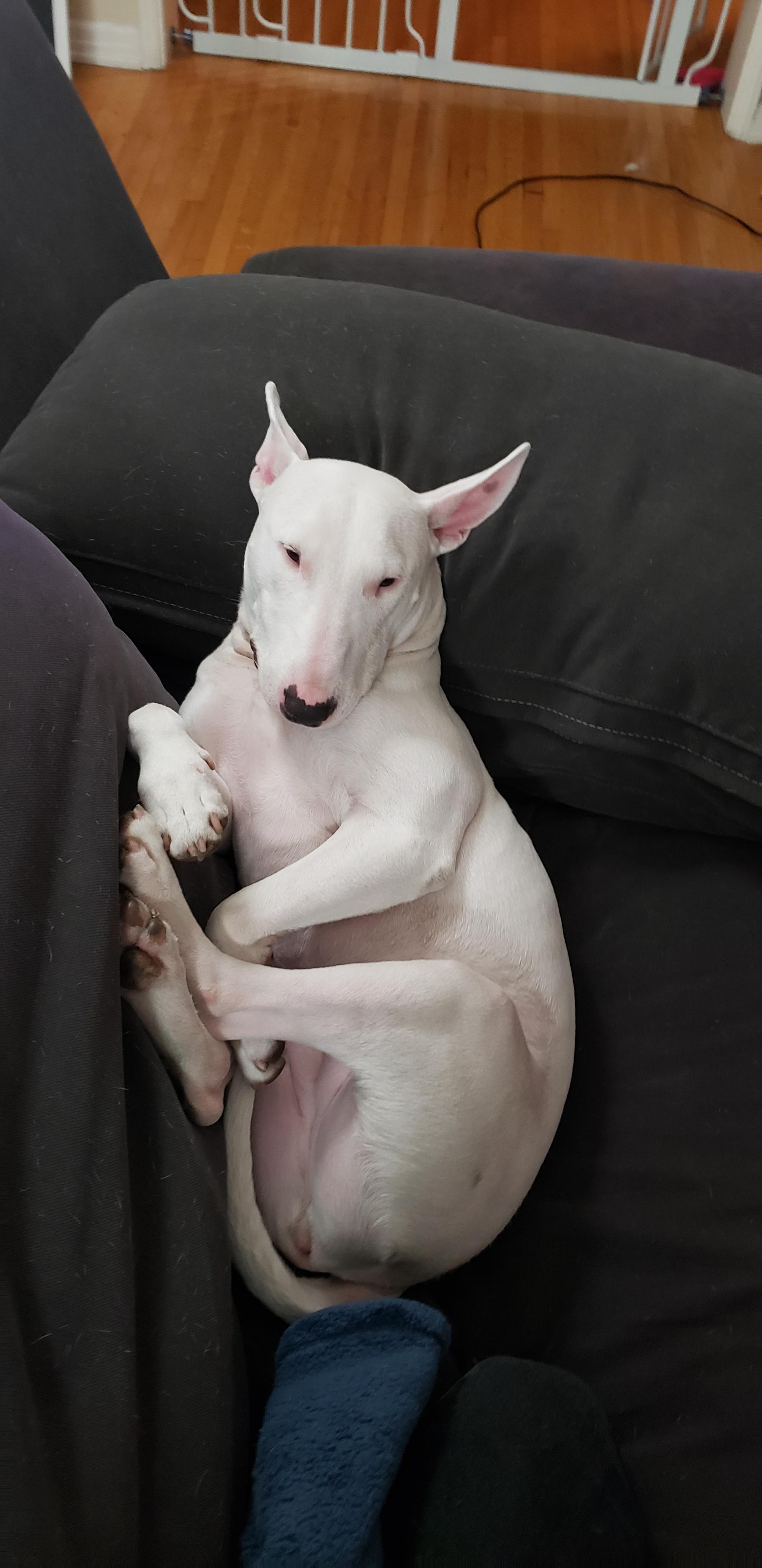 a giant lab rat? | Scrolller