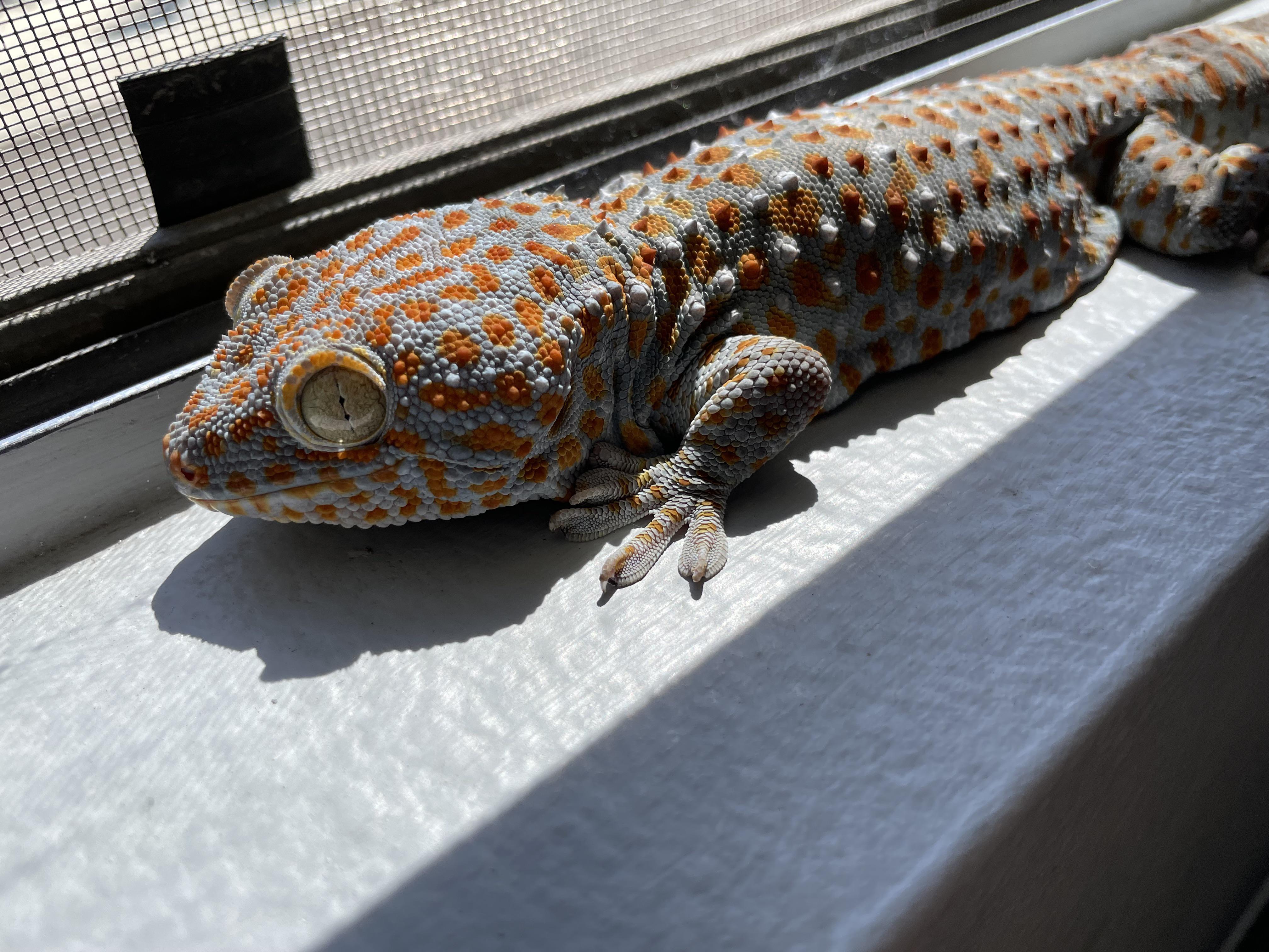 A good boi catching some rays | Scrolller