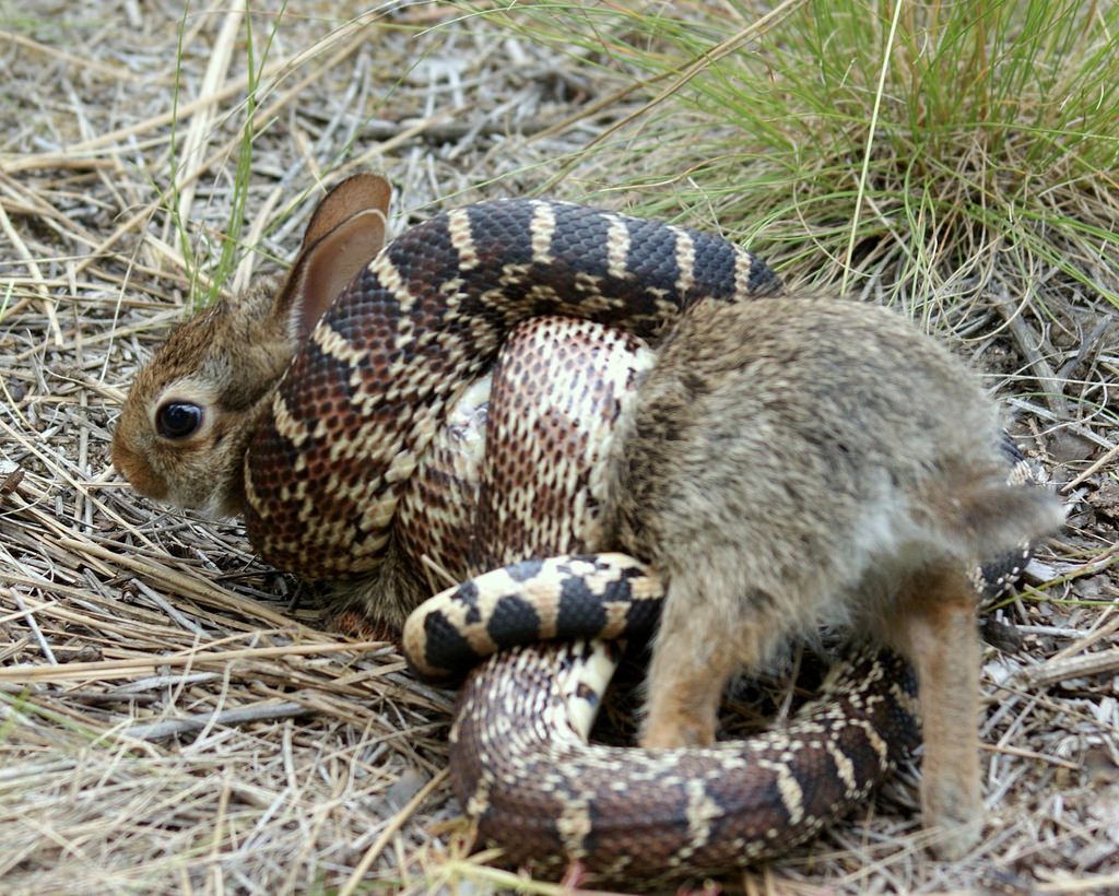 A gopher snake constricting a rabbit | Scrolller