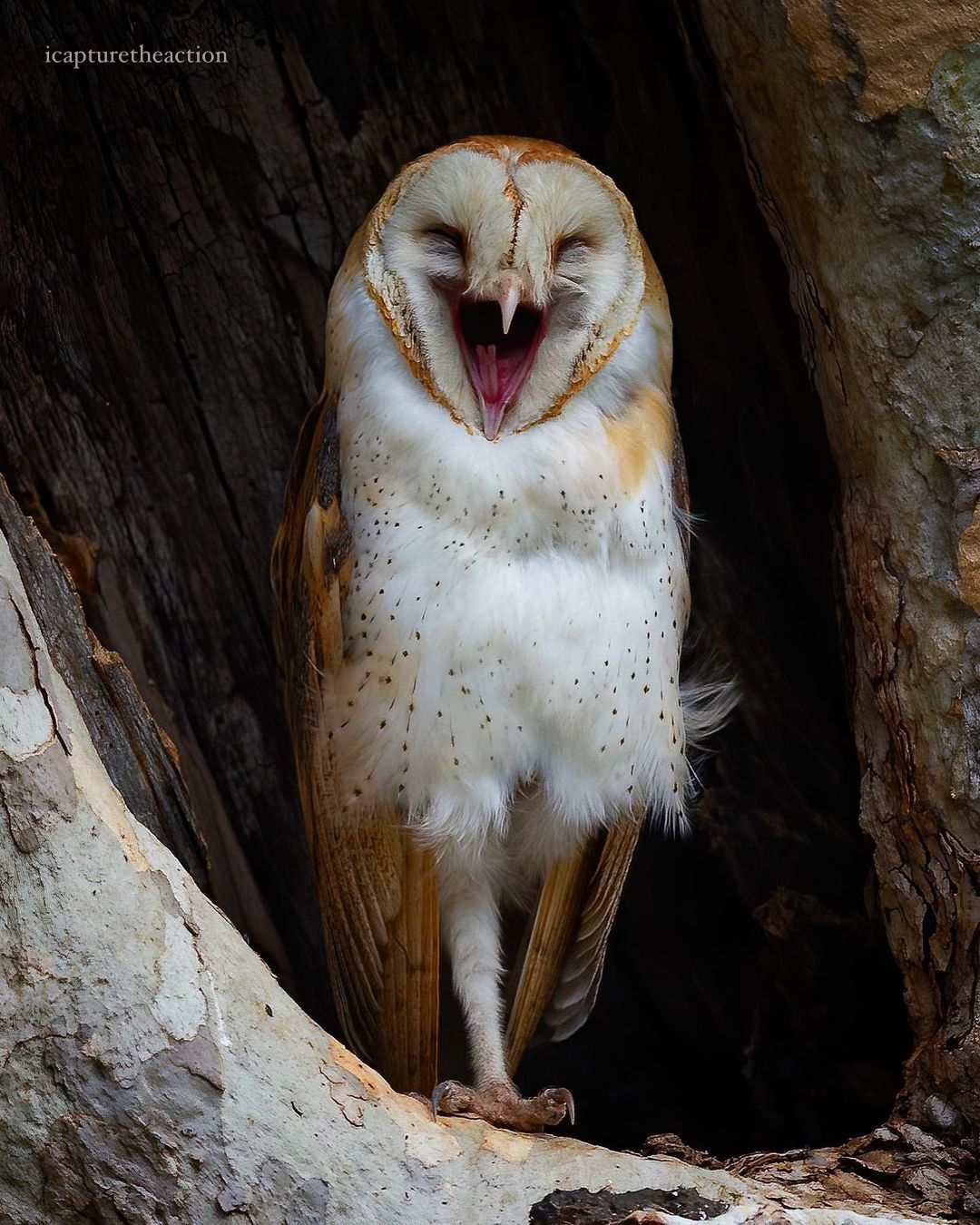 A great big yawn from this beautiful Barn Owl. | Scrolller