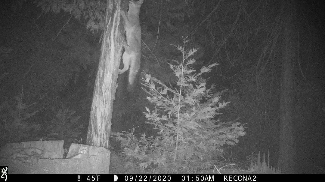 A grey fox climbing a pine | Scrolller