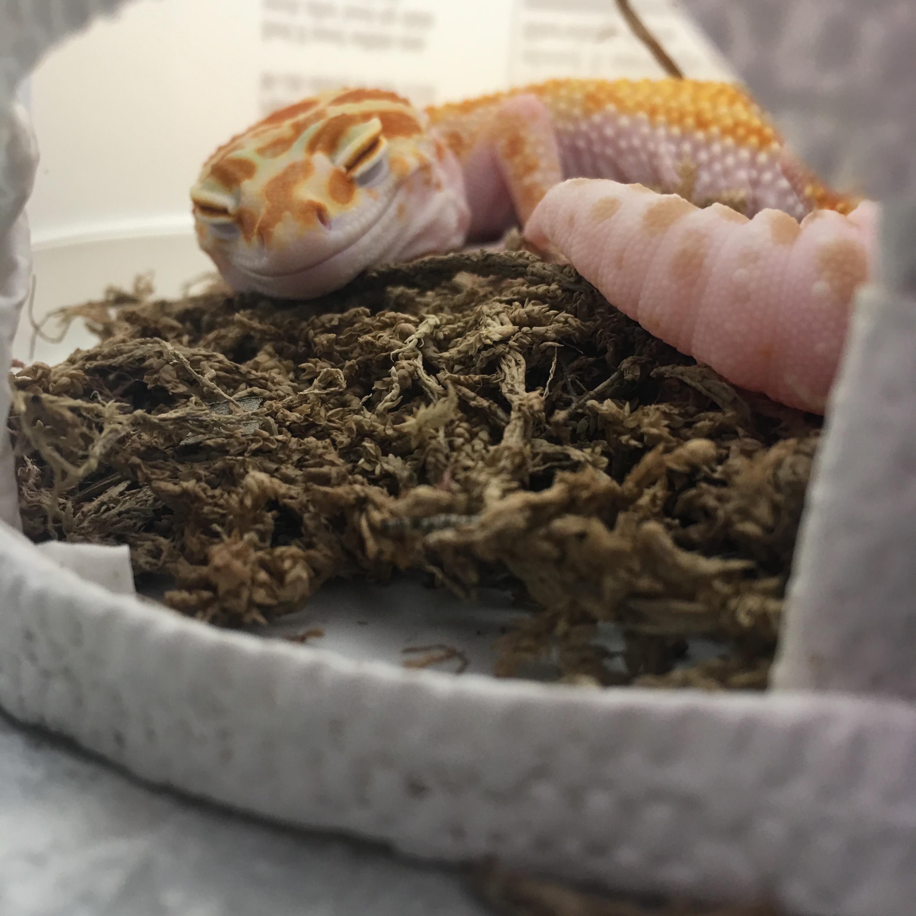 A happy sleeper! | Scrolller