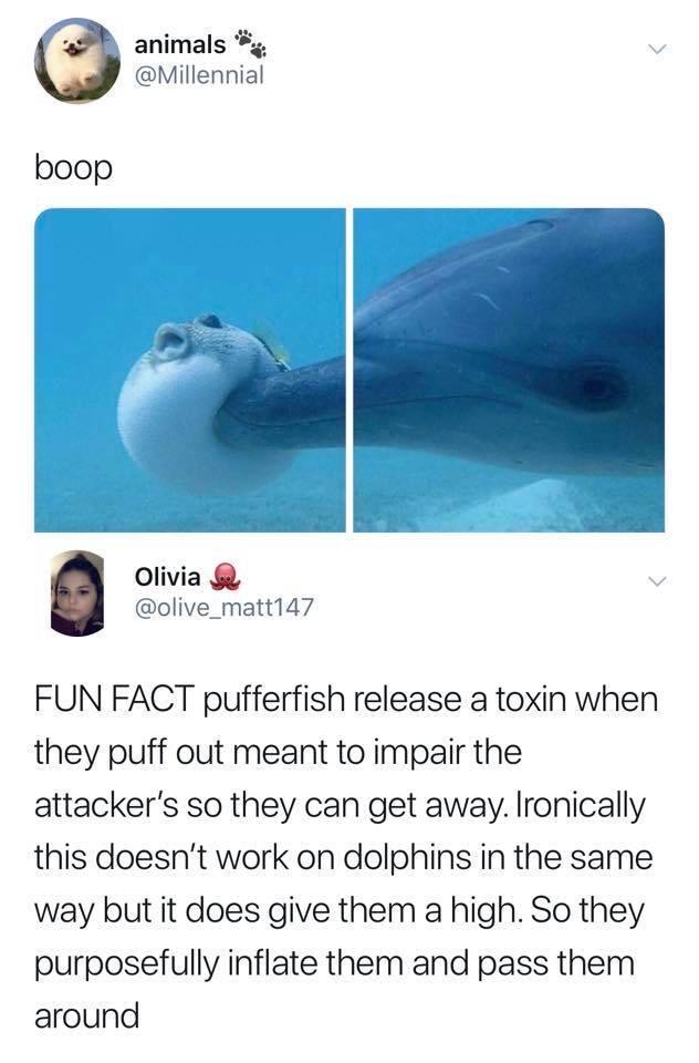 A High Dolphin: Pass the pufferfish dude. | Scrolller